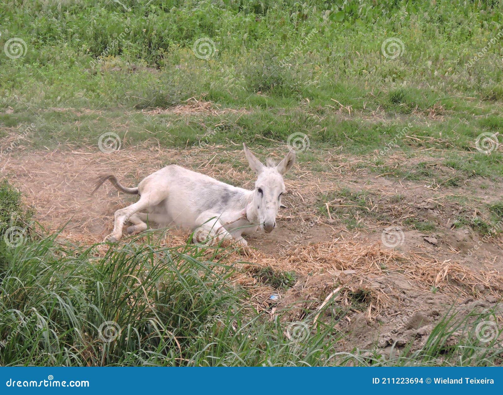 White Donkey Rolling in the Sand. Stock Photo - Image of agriculture ...