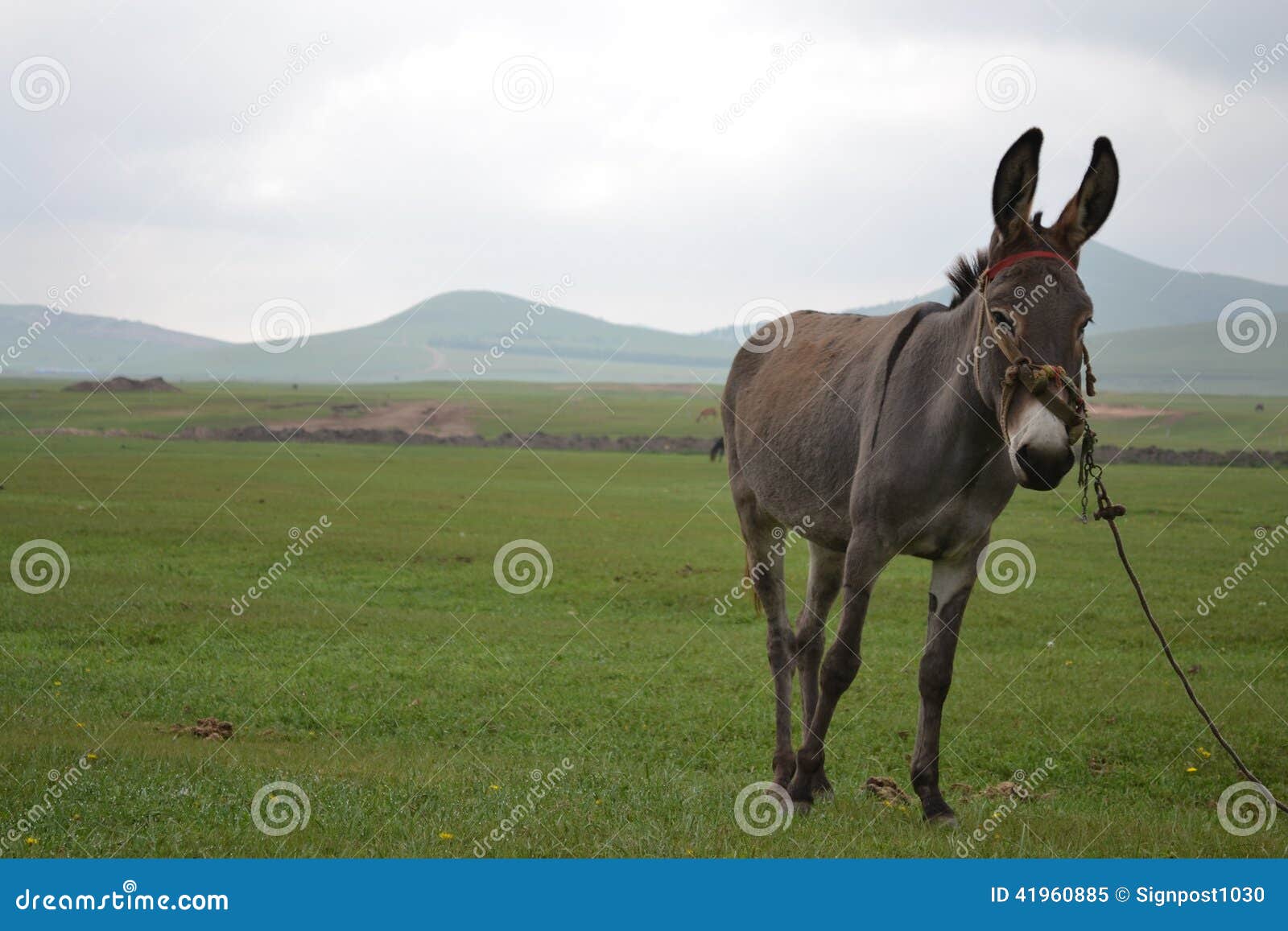 Donkey stock image. Image of animals, meadow, field, mountains - 41960885
