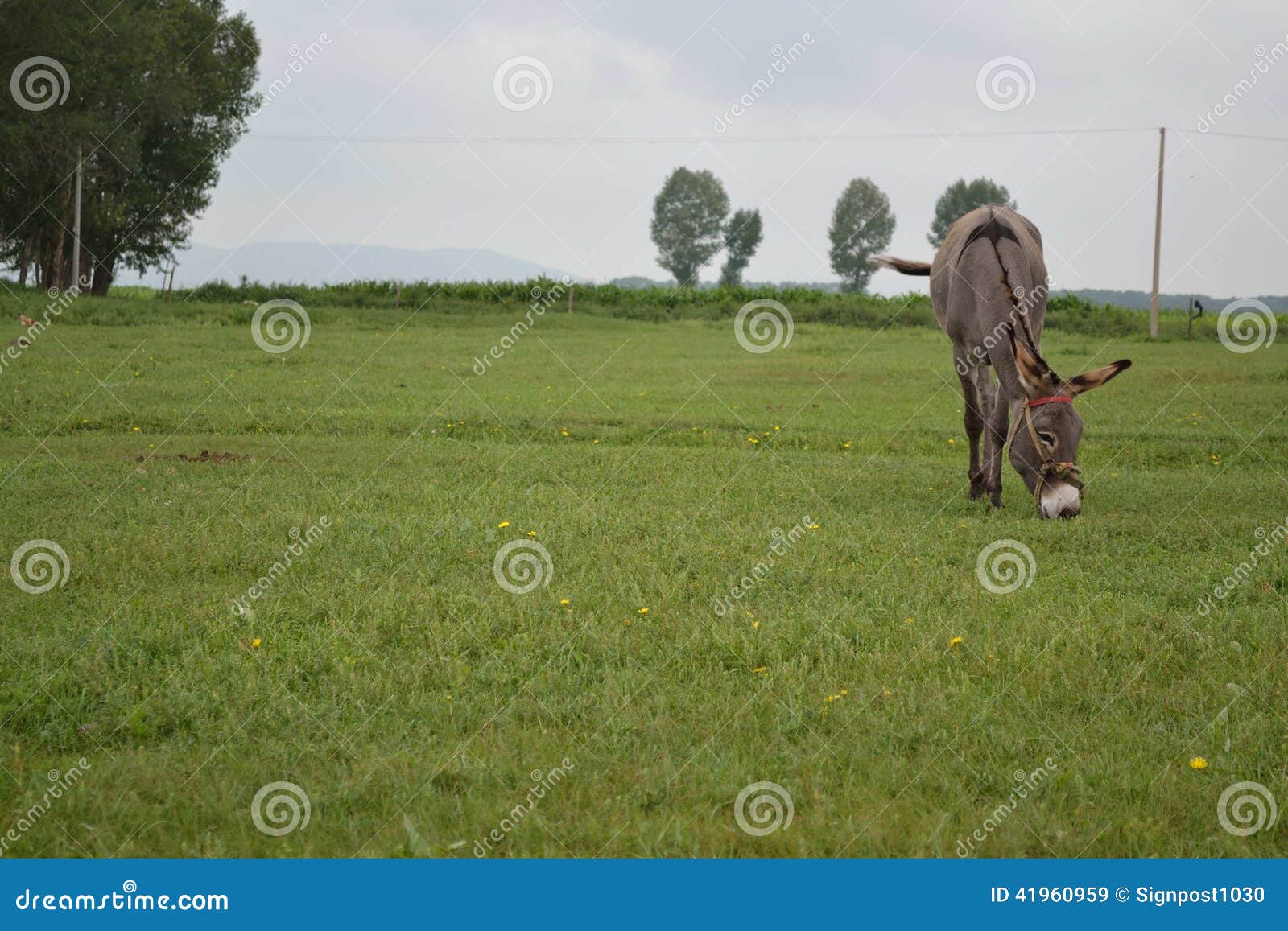 Donkey stock image. Image of hebei, rural, china, mountains - 41960959