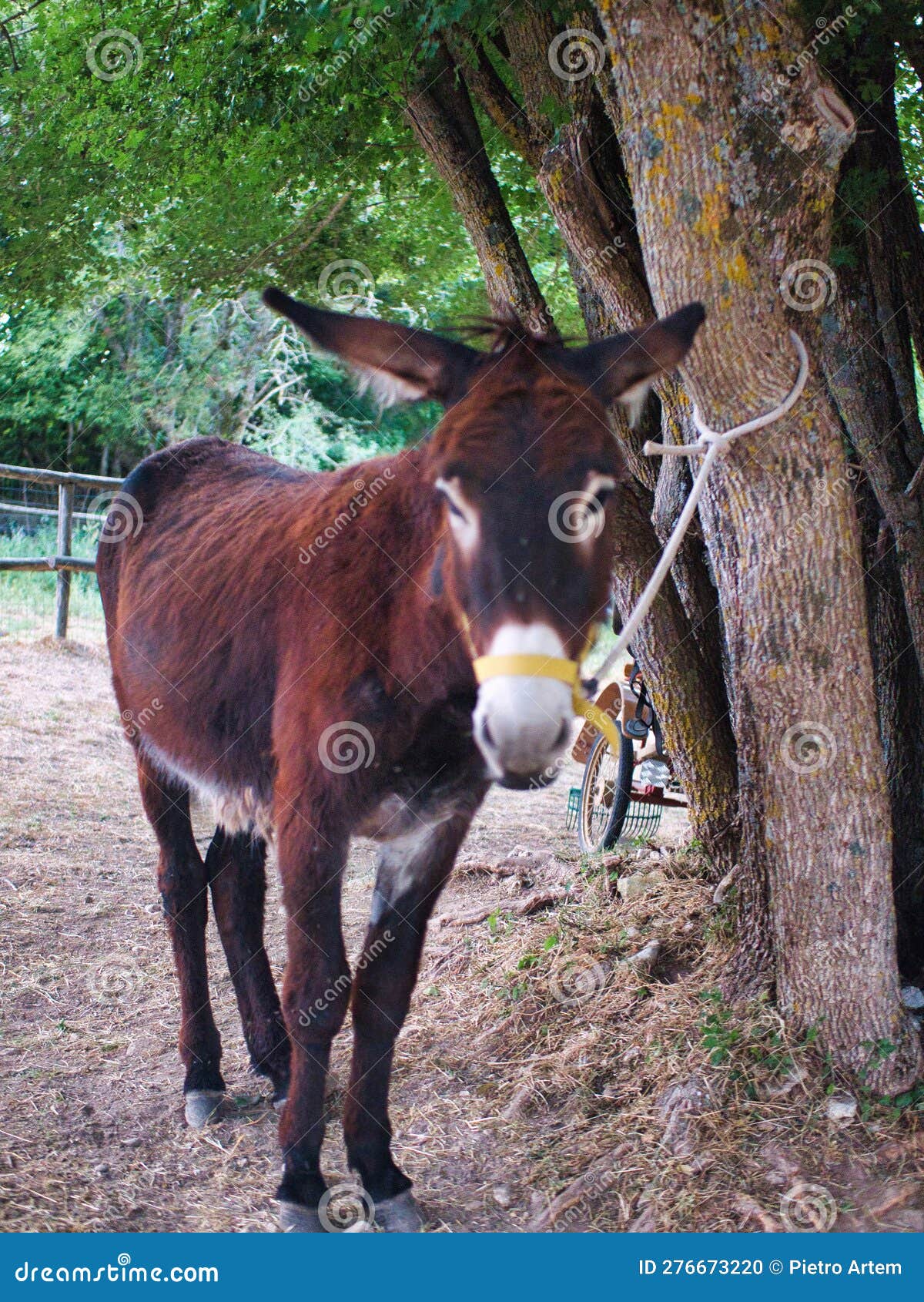 Donkey Tied To a Tree in the Village Stock Photo - Image of animal ...