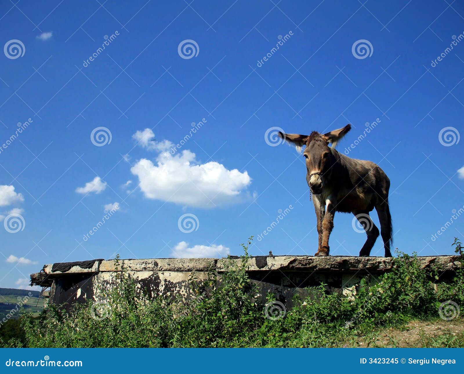 Sick Donkey Stock Photos - Free & Royalty-Free Stock Photos from Dreamstime