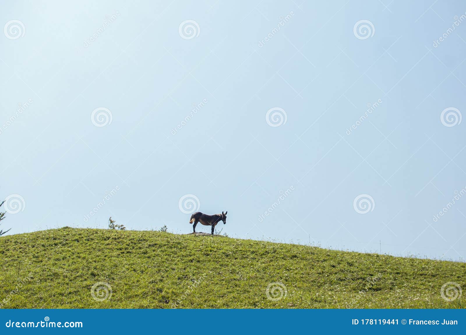 Donkey on top stock image. Image of european, endemic - 178119441
