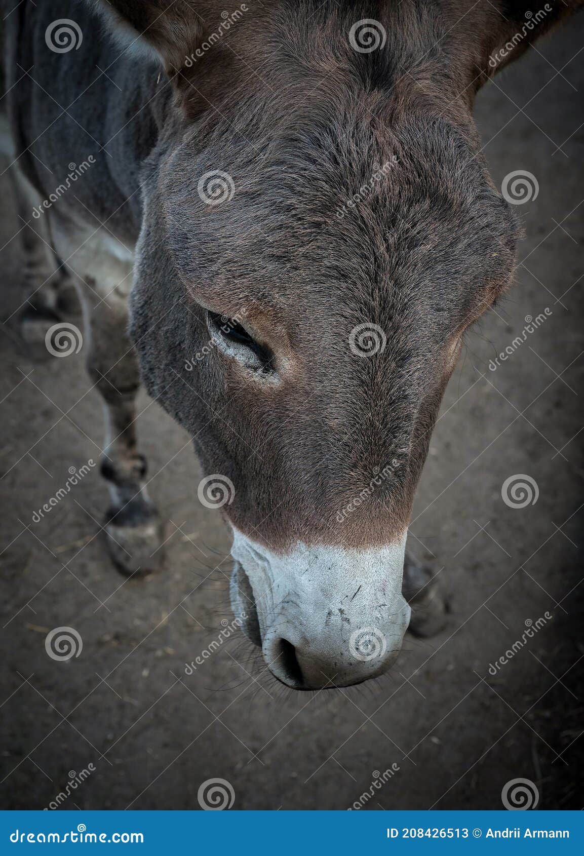 Donkey Top View, Donkey Head Close-up. Stock Image - Image of funny ...