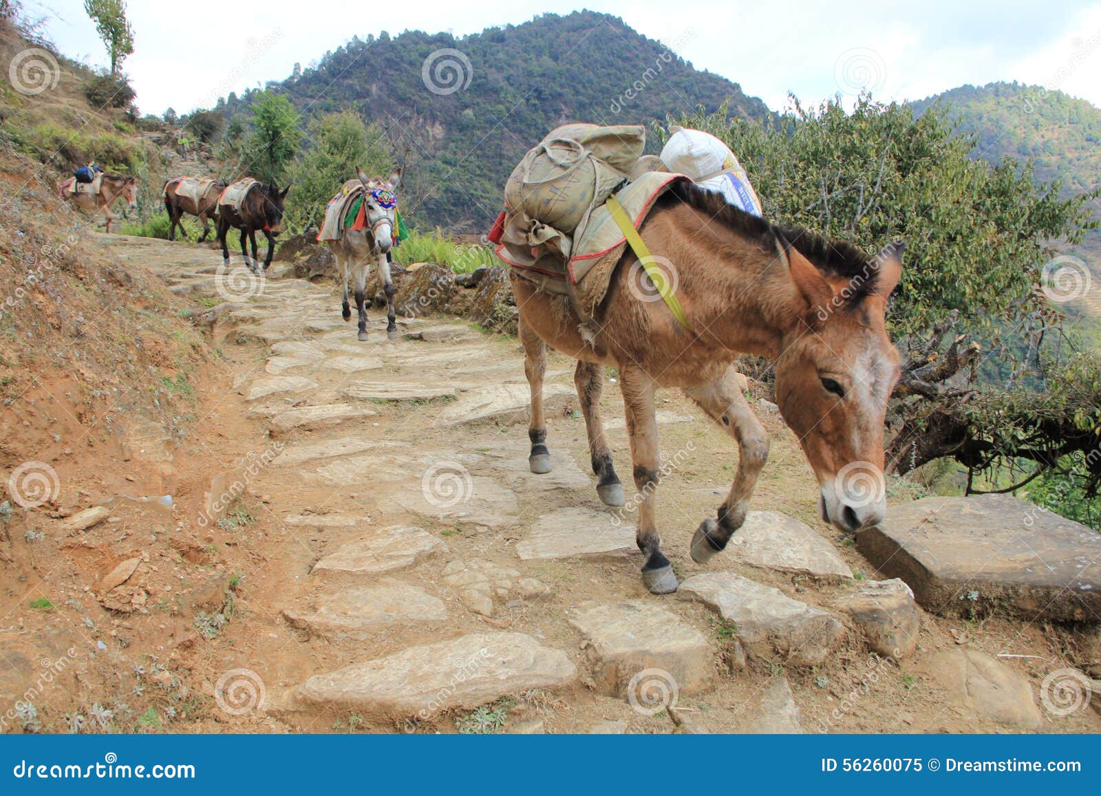 752 Donkey Trail Photos - Free & Royalty-Free Stock Photos from Dreamstime