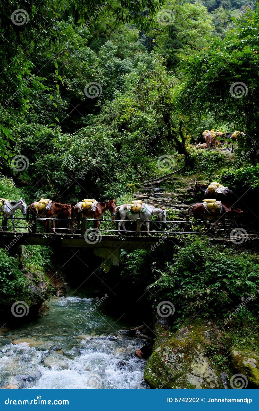 Donkey Train Crossing River and Waterfalls Stock Photo - Image of green ...