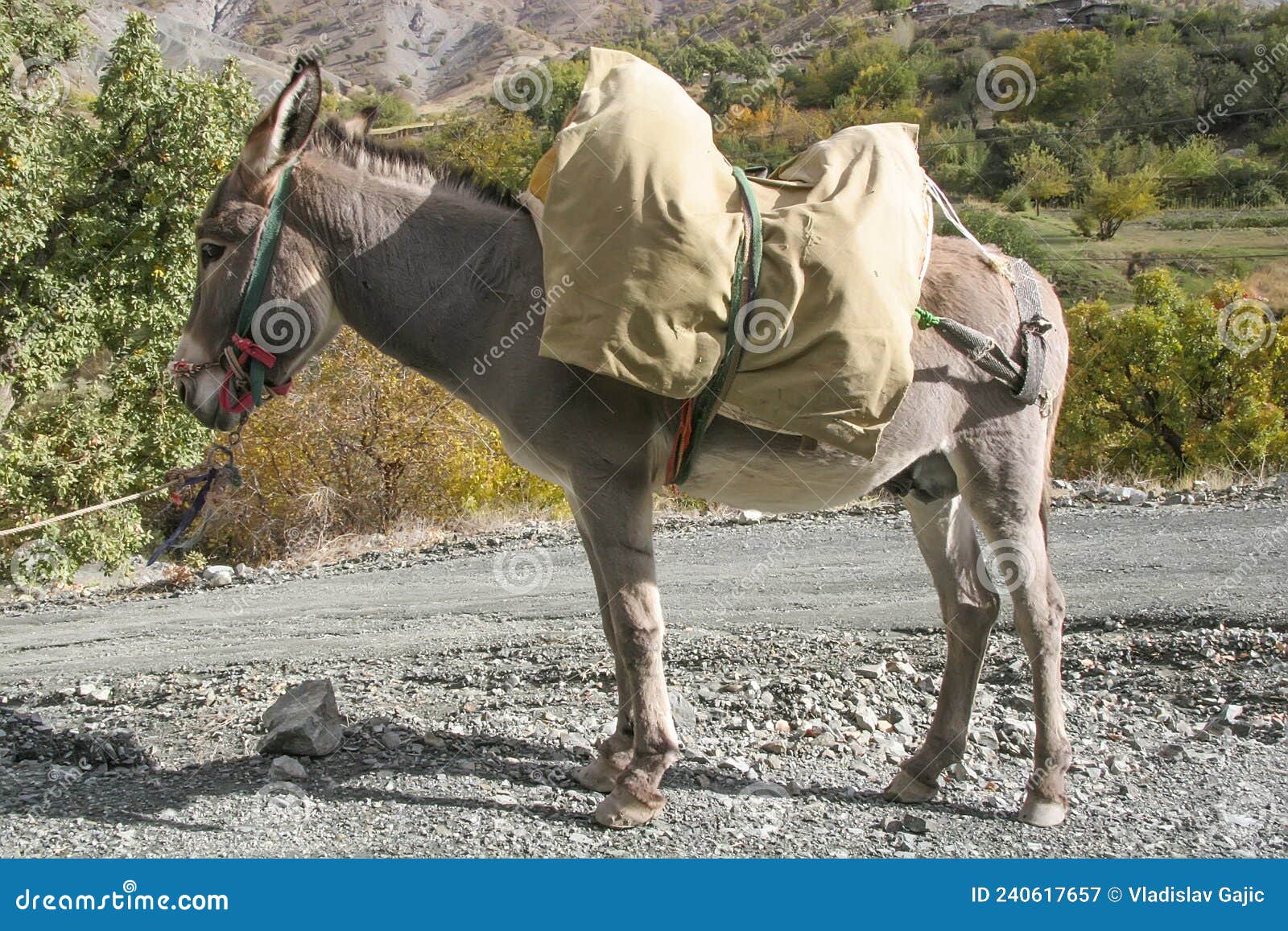 Donkey with Transport Pack in the Mountain Stock Image - Image of ...