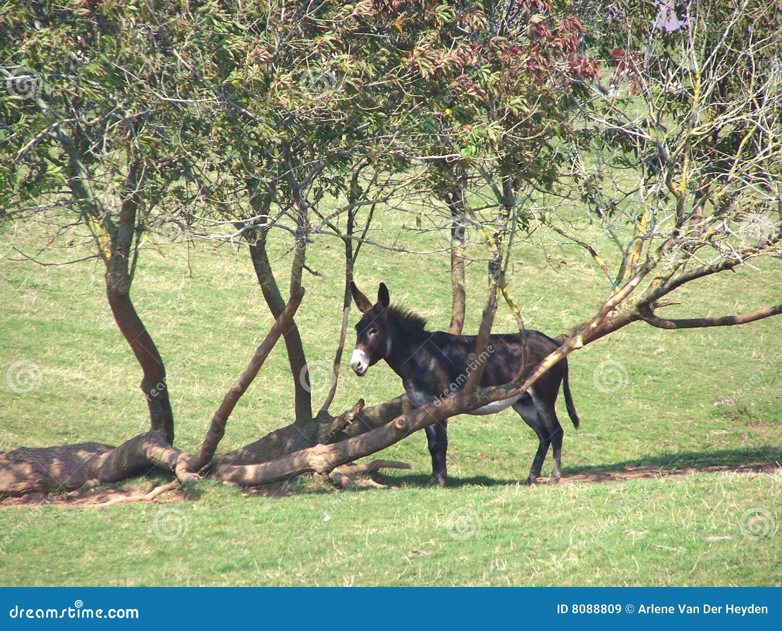 Donkey tree stock image. Image of meadow, animal, mammal - 8088809