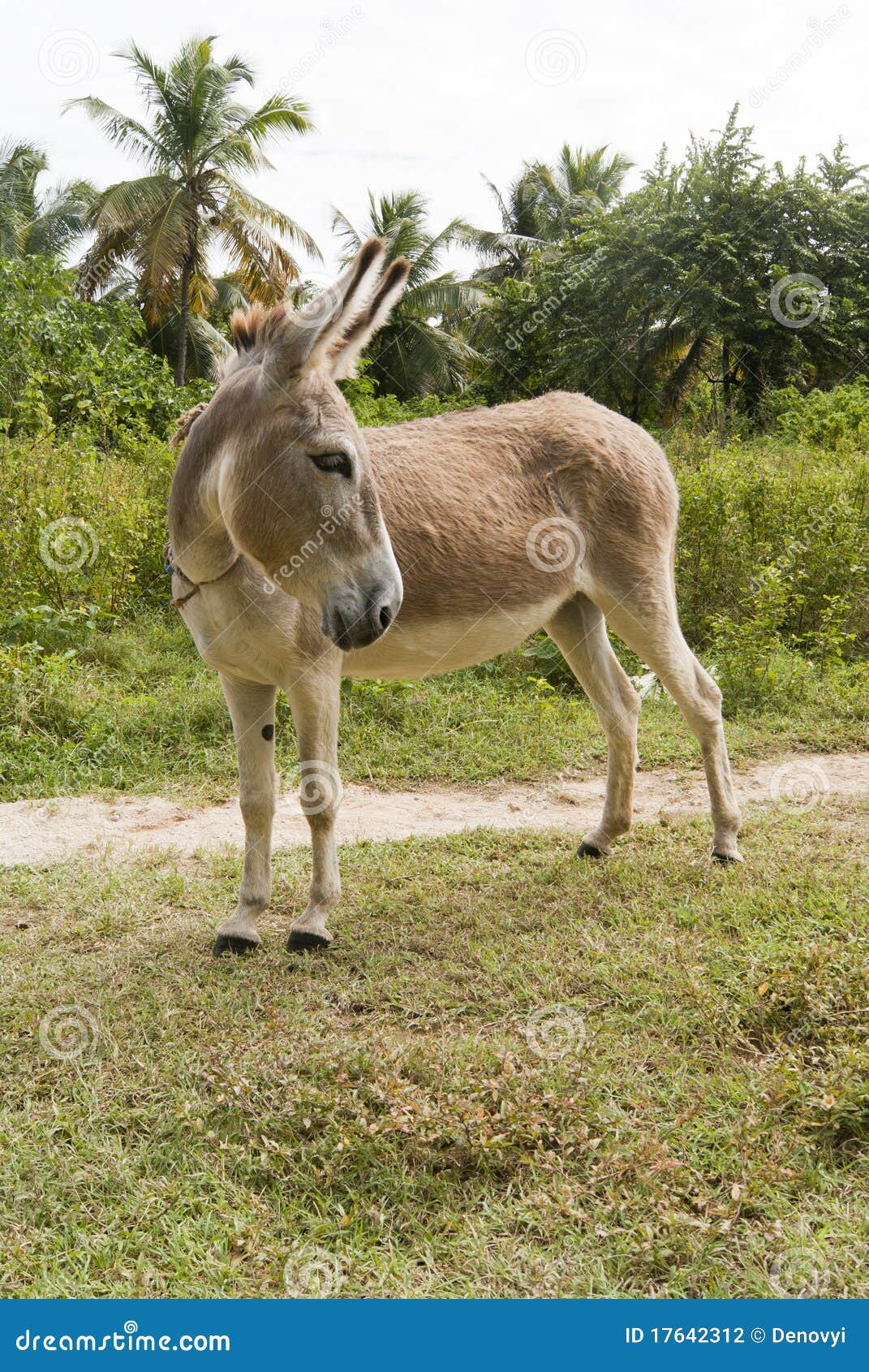Donkey turn back stock photo. Image of road, mulish, green - 17642312