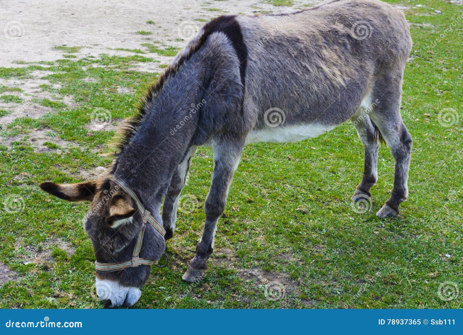 Donkey - Unassuming and Very Stubborn Animals. Stock Image - Image of ...