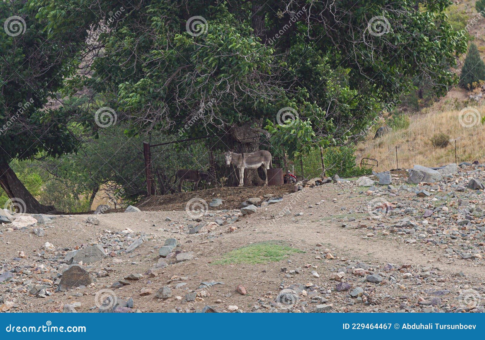 A donkey under a tree stock image. Image of mane, grass - 229464467