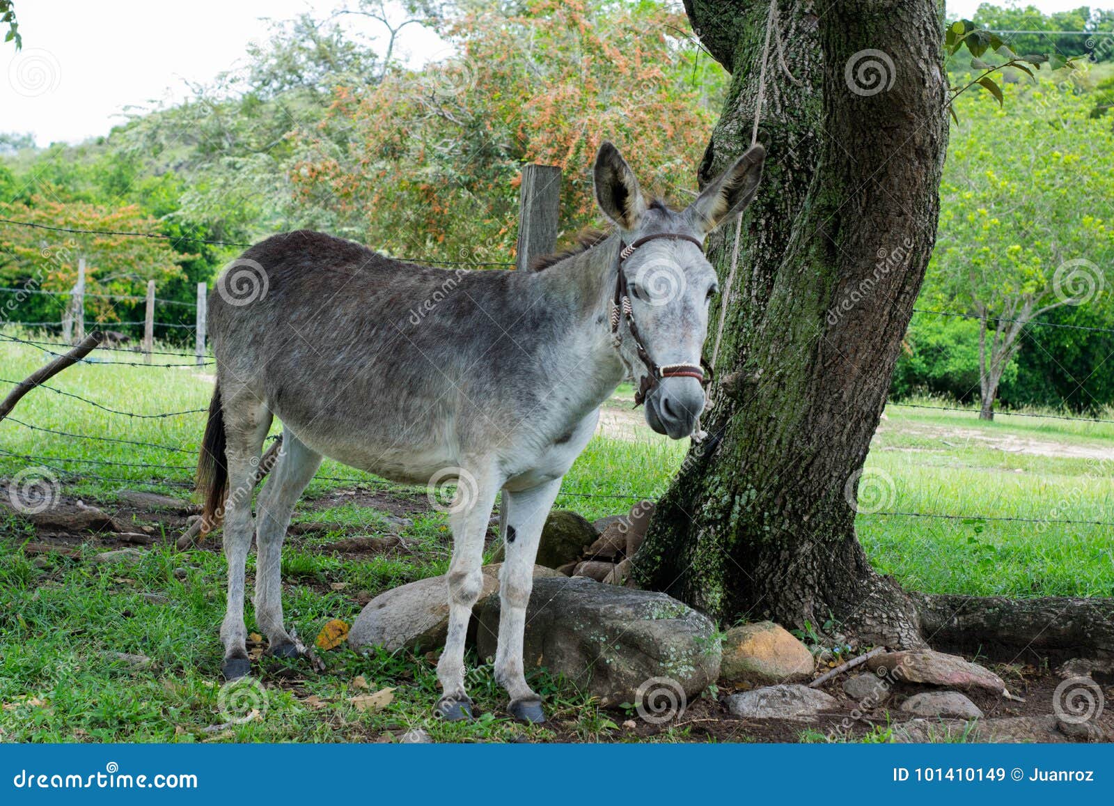 Donkey under tree stock image. Image of fence, field - 101410149