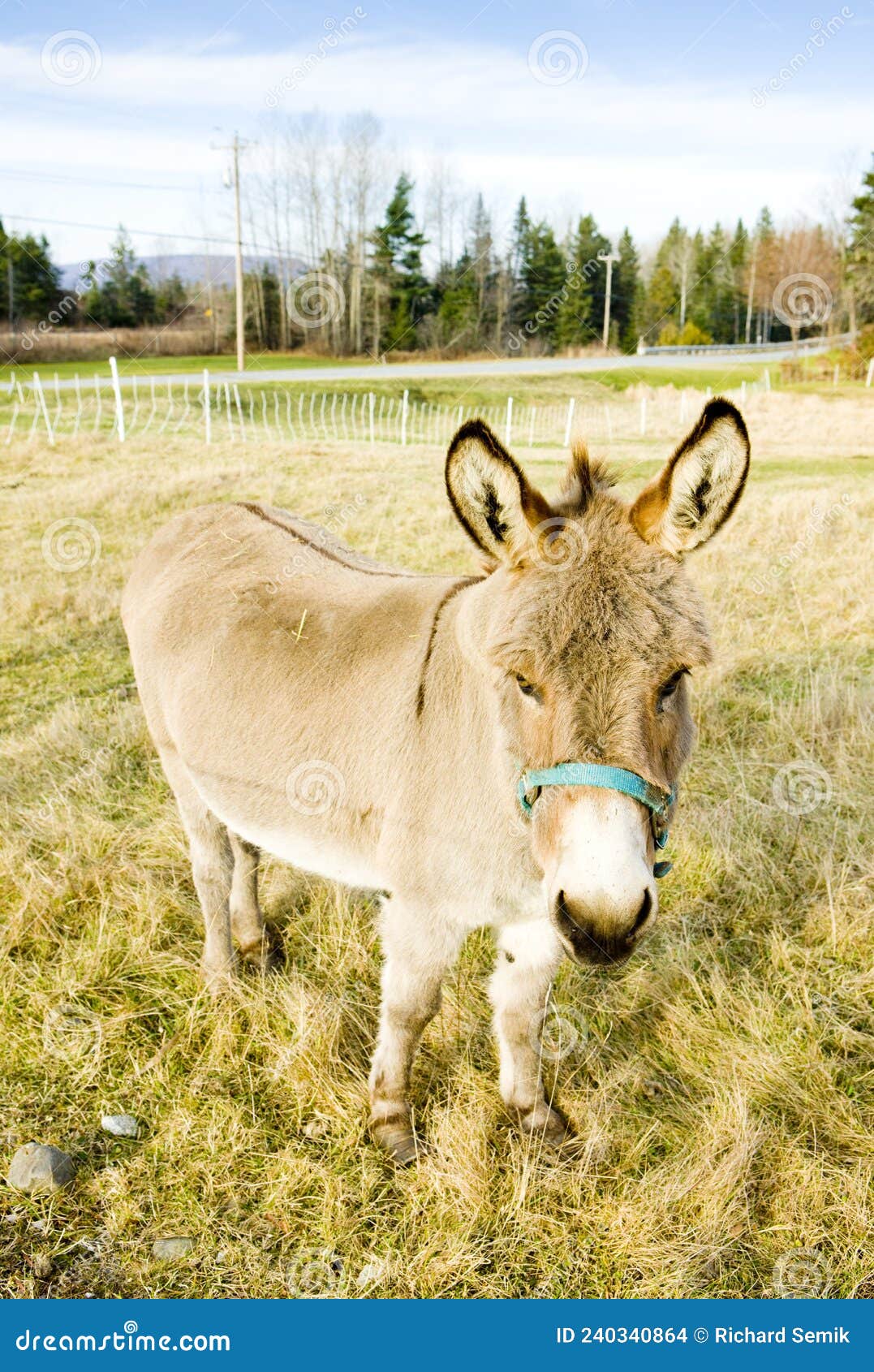 Donkey, Vermont, USA stock photo. Image of animals, countryside - 240340864