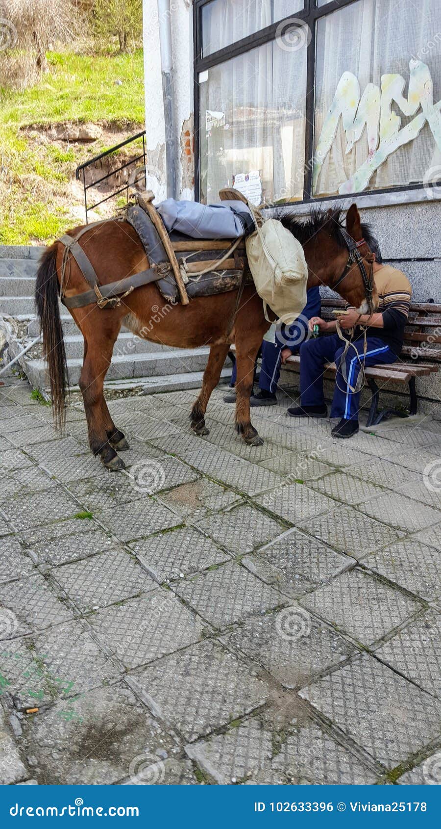 Donkey editorial photo. Image of bench, rest, wildlife - 102633396