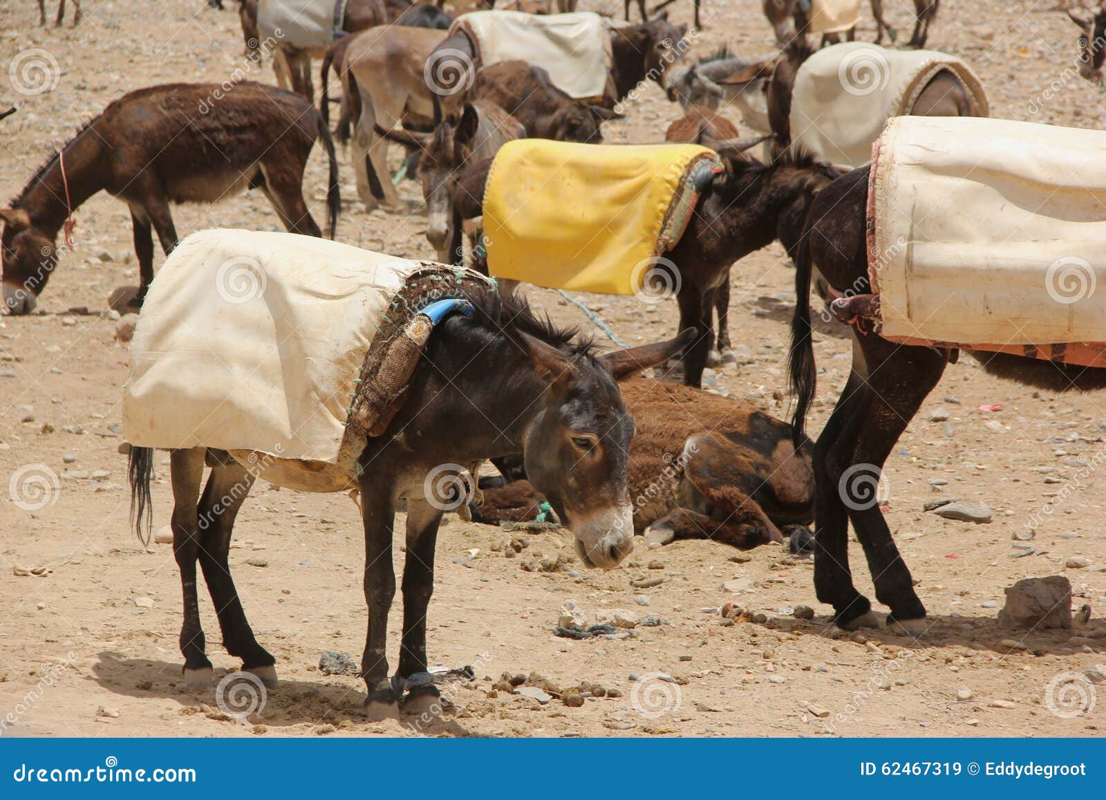 Donkey stock image. Image of animal, isolated, farm, holiday - 62467319