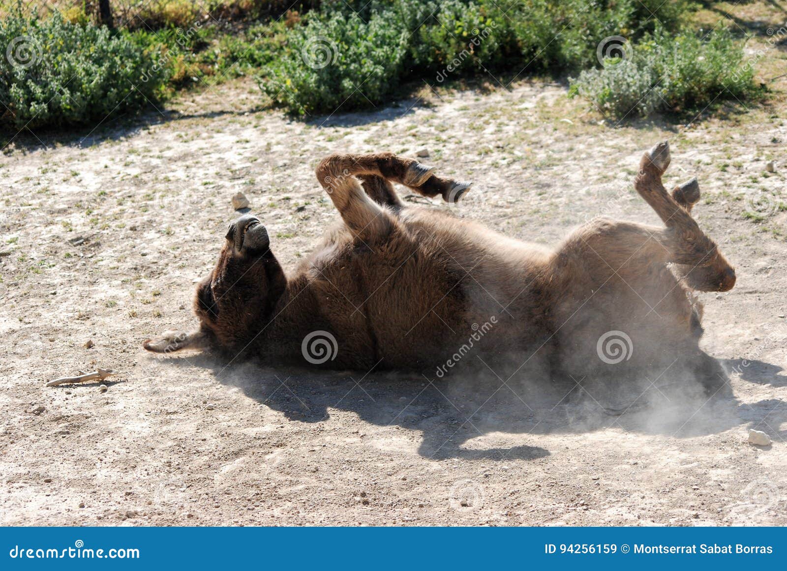 Donkey stock image. Image of domestic, horseback, load - 94256159