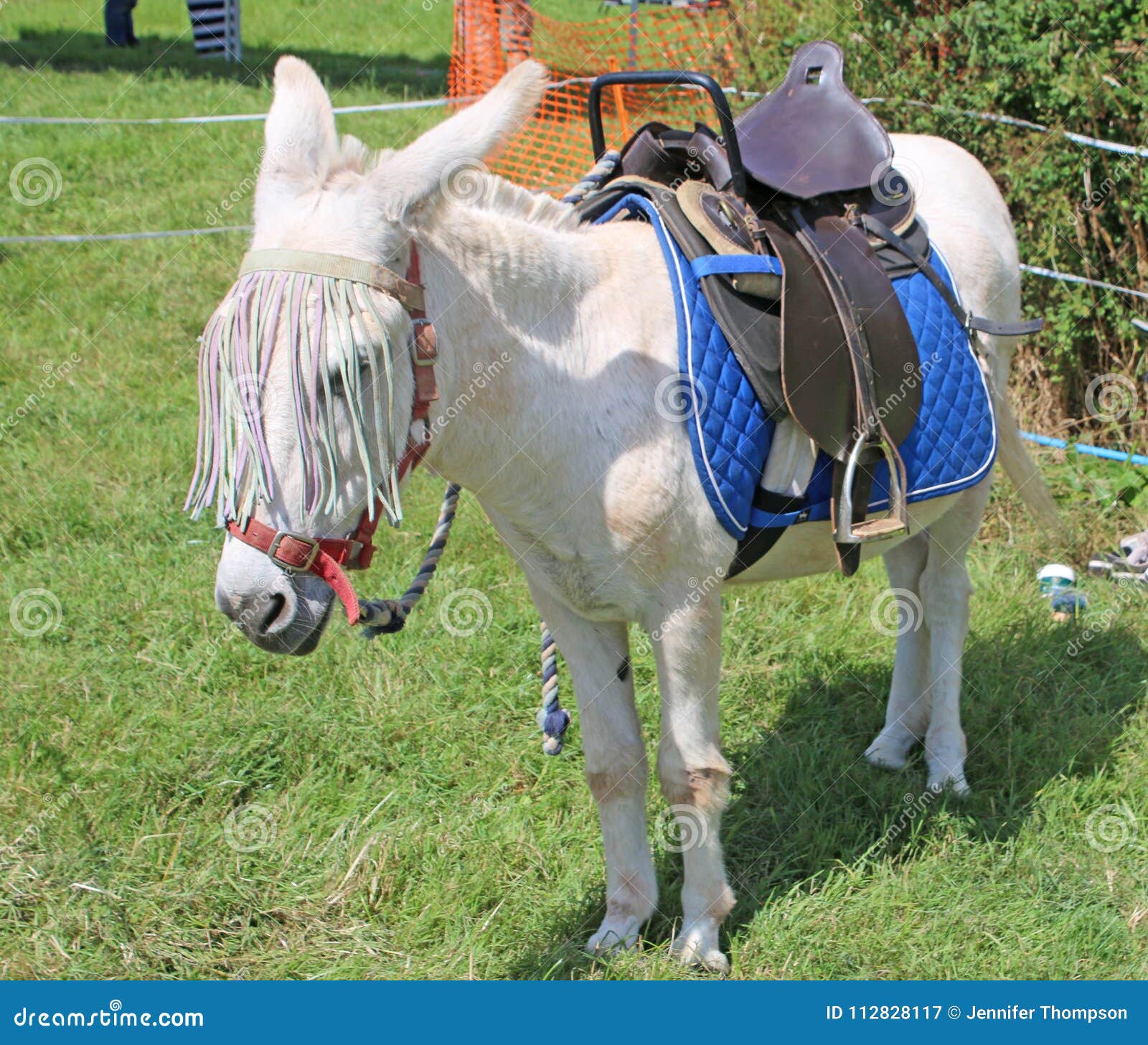 Donkey ready for riding stock image. Image of riding - 112828117