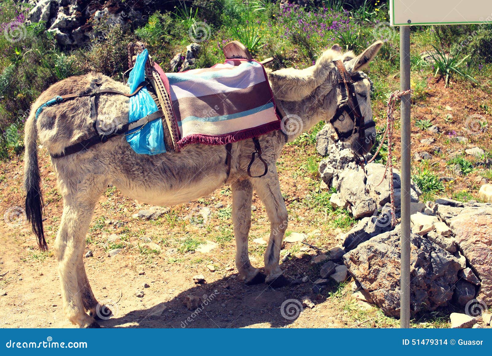 Donkey Worth Waiting Tied To a Post Stock Photo - Image of saddle ...