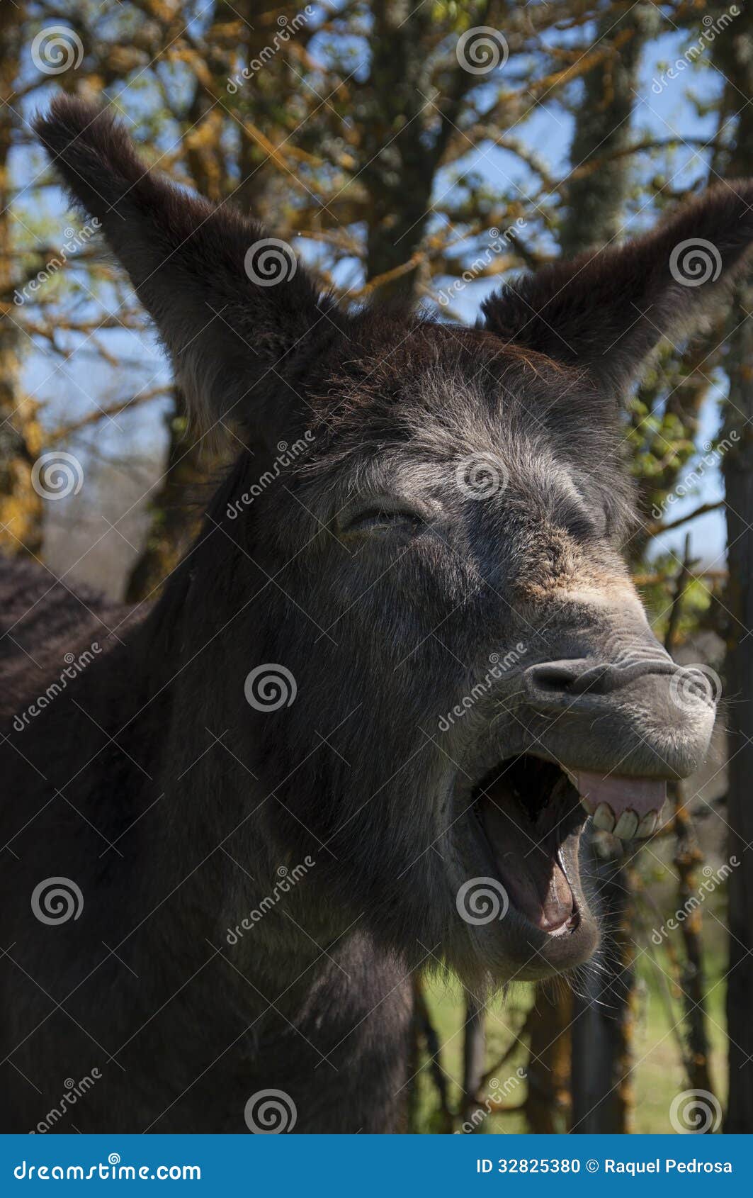 Donkey yawning stock photo. Image of farm, tree, green - 32825380