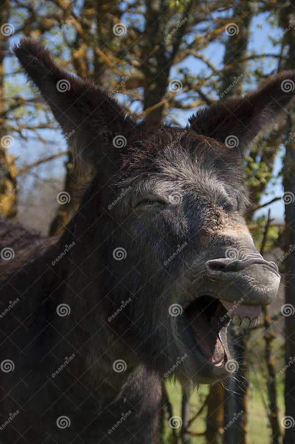 Donkey yawning stock photo. Image of farm, tree, green - 32825380