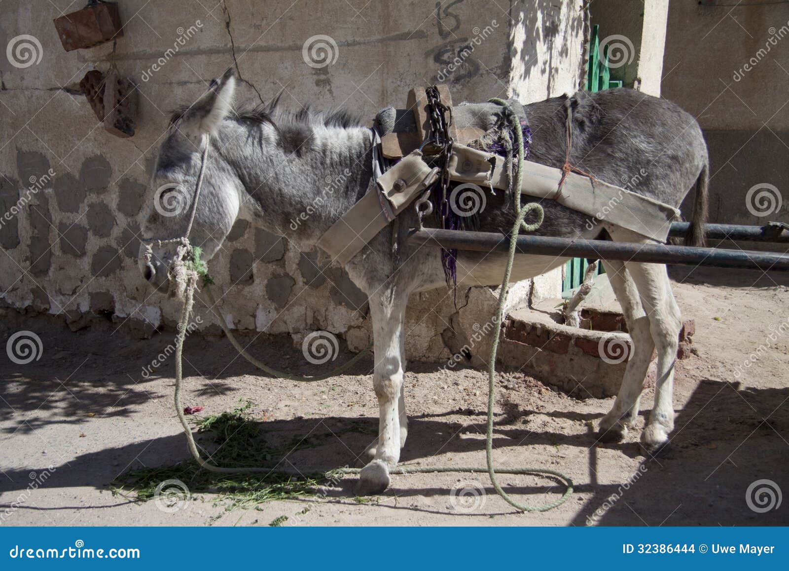 Donkey stock photo. Image of workhorse, animal, legs - 32386444