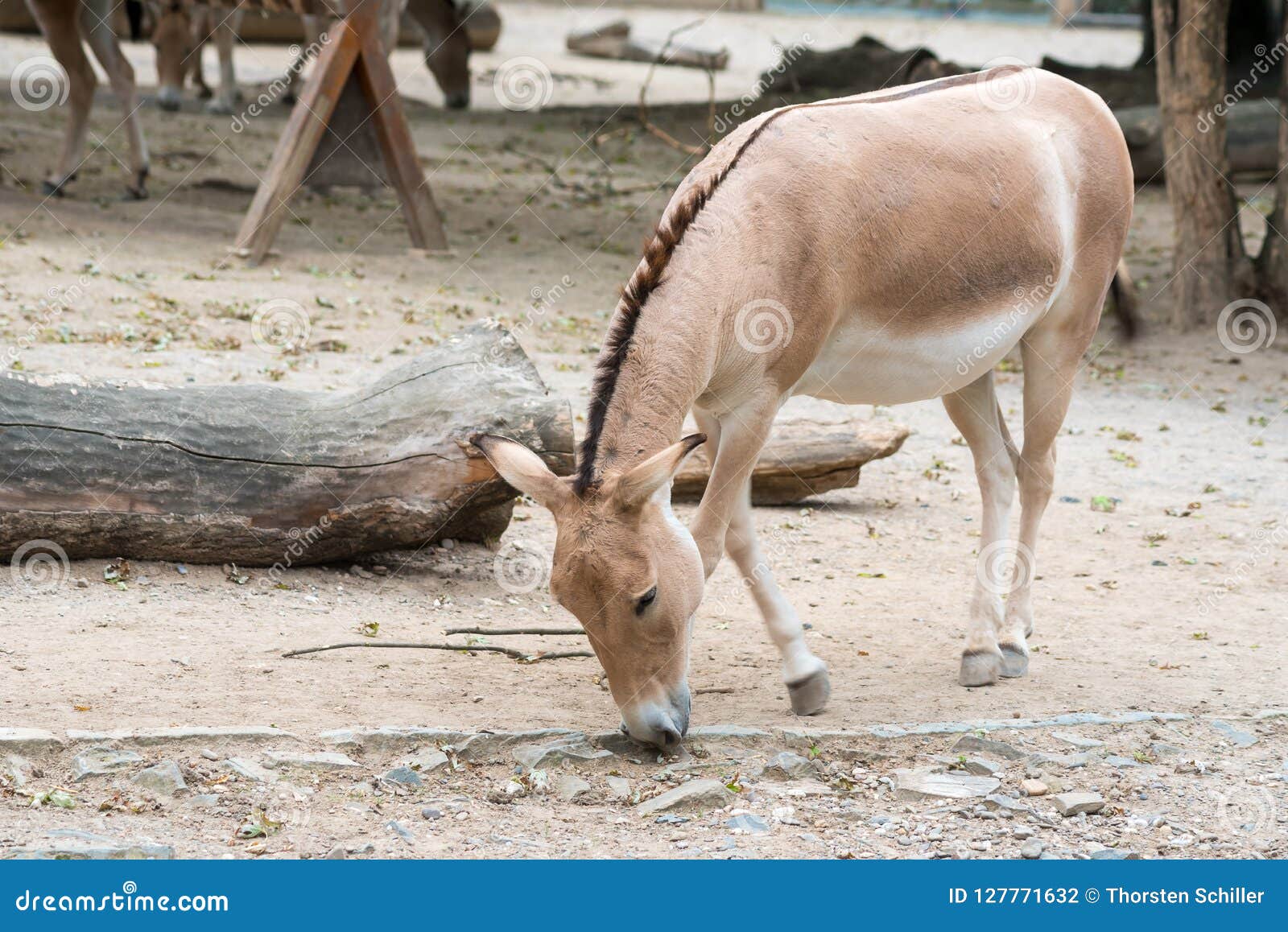 Donkey in Zoo, Facing Down, Looking for Food Stock Photo - Image of ...