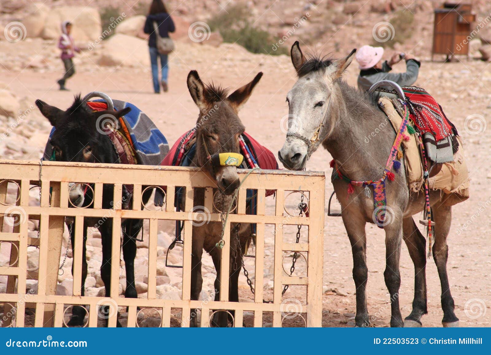 Donkey Riding On Great Yarmouth Beach. Editorial Image | CartoonDealer ...