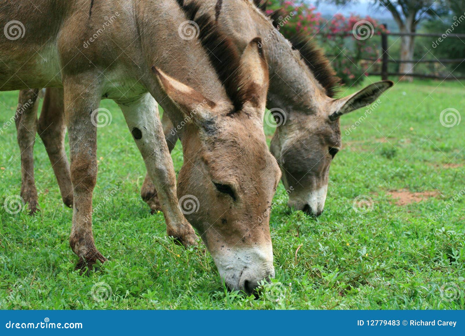 Donkeys stock image. Image of range, grass, agriculture - 12779483