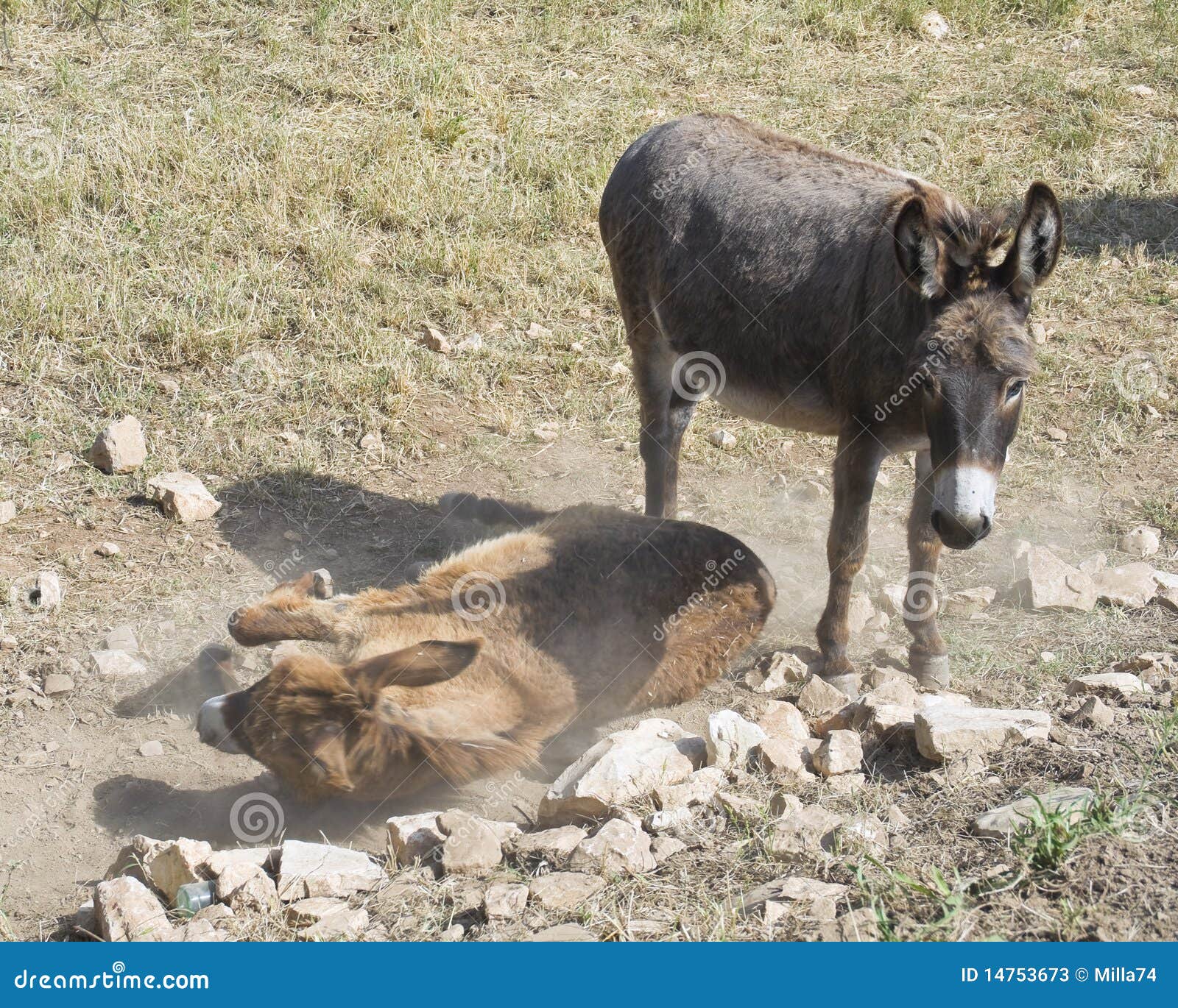 Donkeys. stock image. Image of rash, dust, mule, bray - 14753673