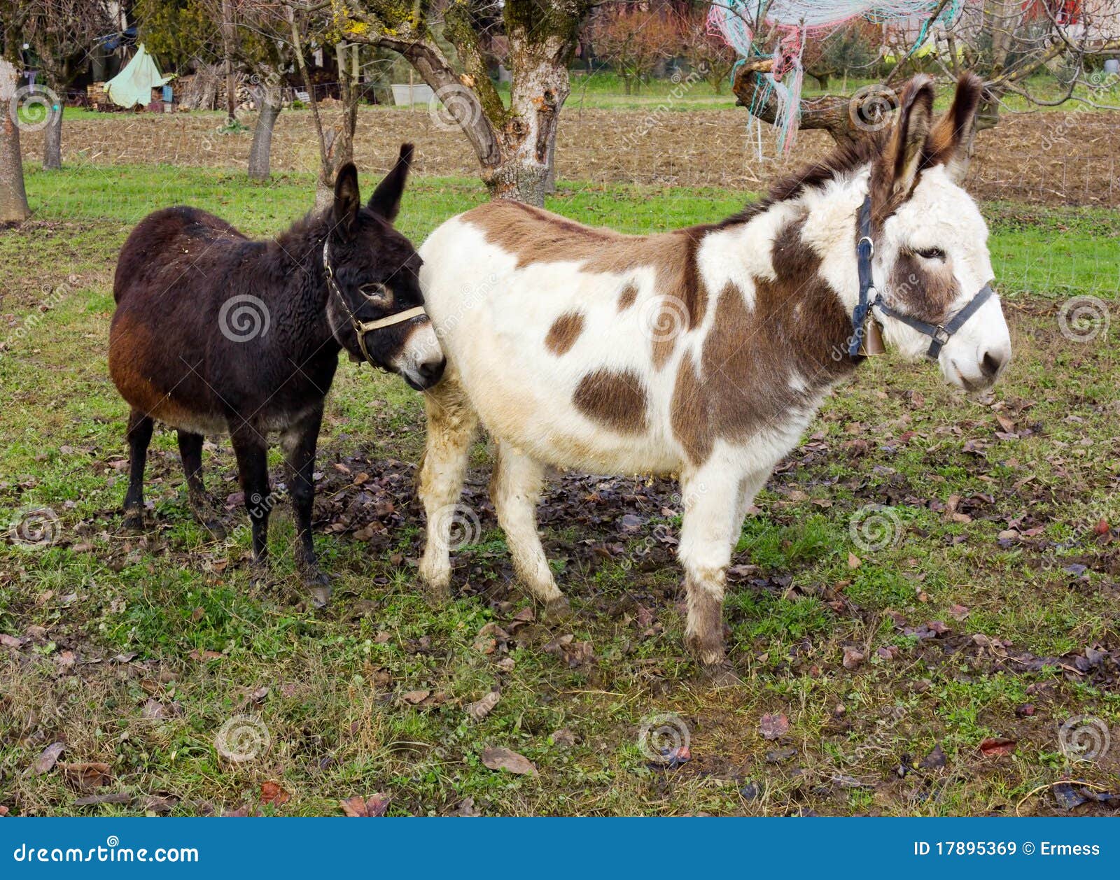 Donkeys stock image. Image of farmland, couple, outdoors - 17895369