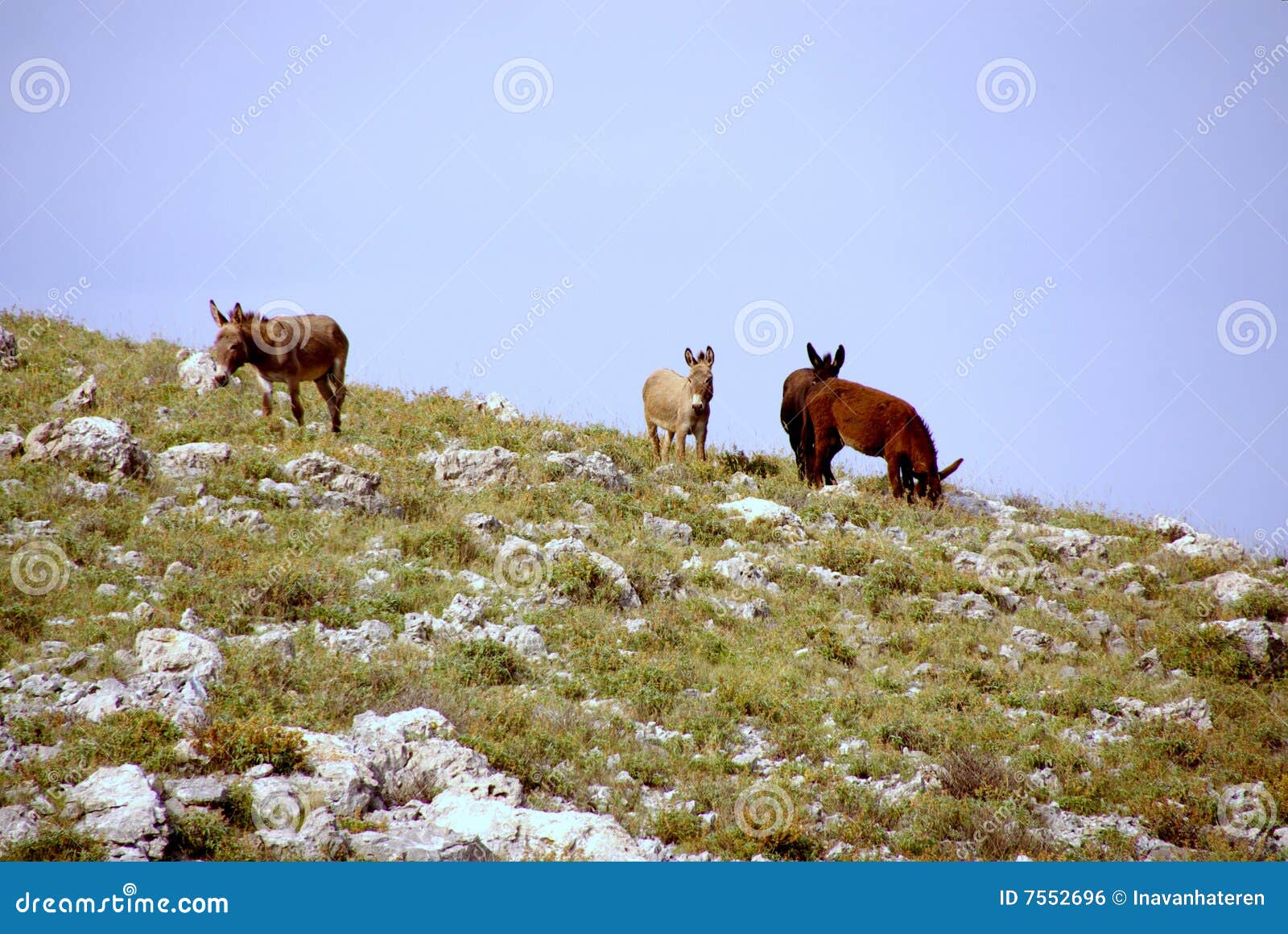 Donkeys stock photo. Image of islands, donkey, cliff, clear - 7552696