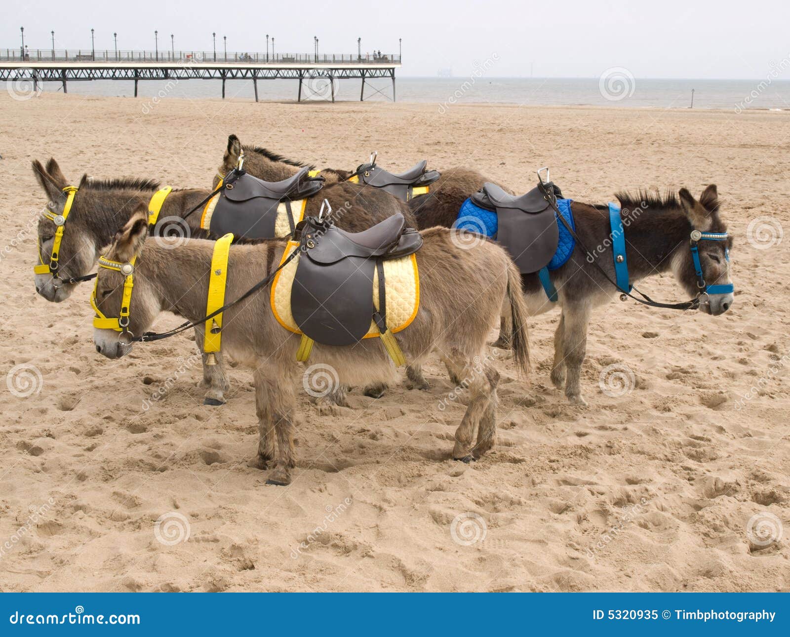 Donkeys on a beach stock image. Image of saddled, holidays - 5320935