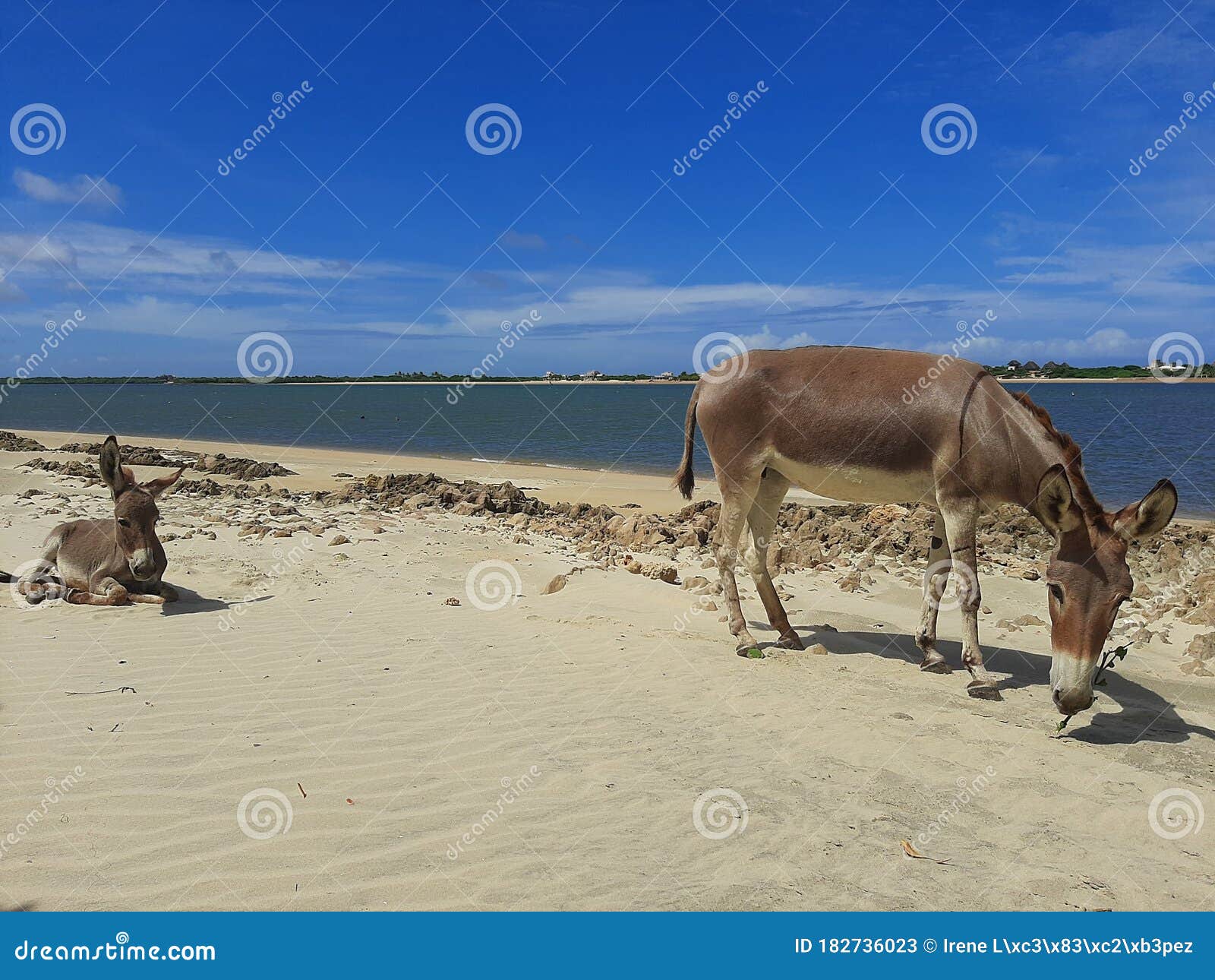 Donkeys at the beach stock image. Image of donkey, beach - 182736023