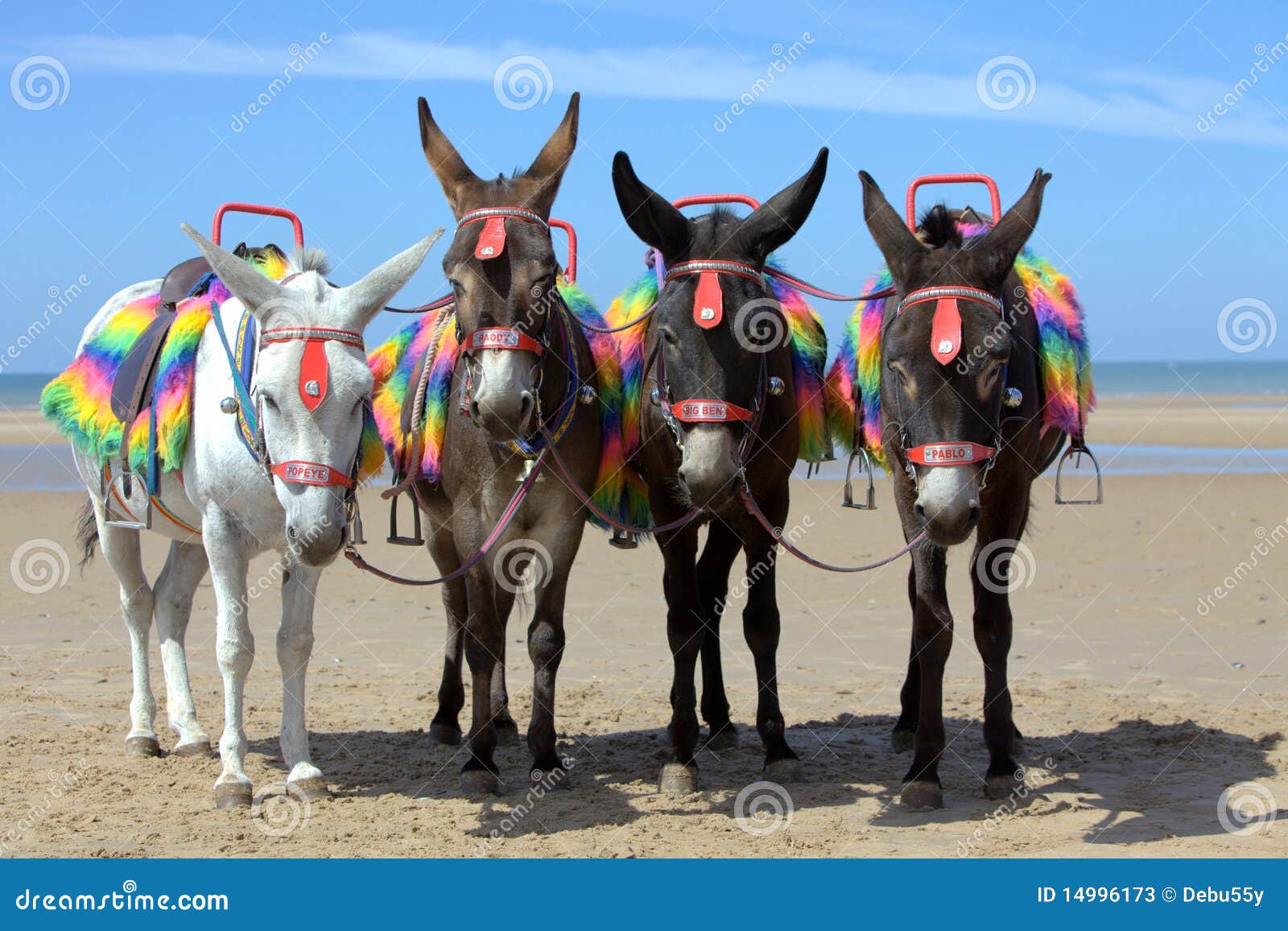 Donkeys at a beach resort stock image. Image of tradition - 14996173