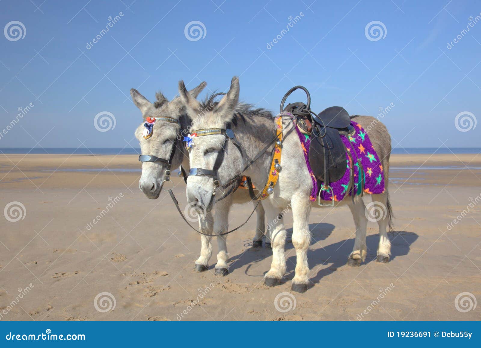 Donkeys at a beach resort stock image. Image of pair - 19236691