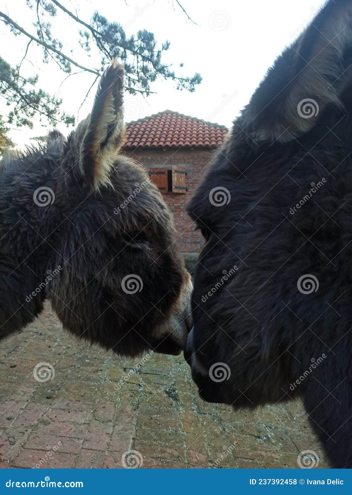 Donkeys Being Affectionate Kissing Telling Secrets Steady Friends Stock ...