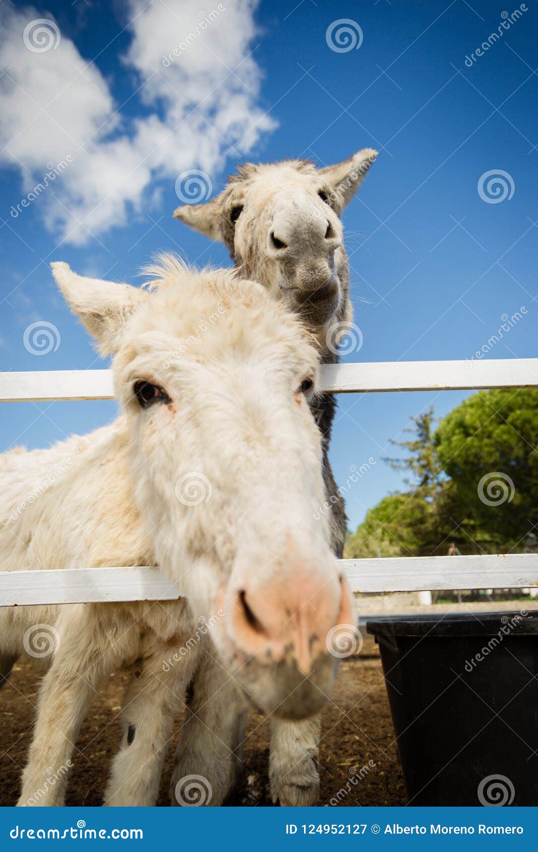Donkeys Being the Security Guards of the Farm Stock Image - Image of ...