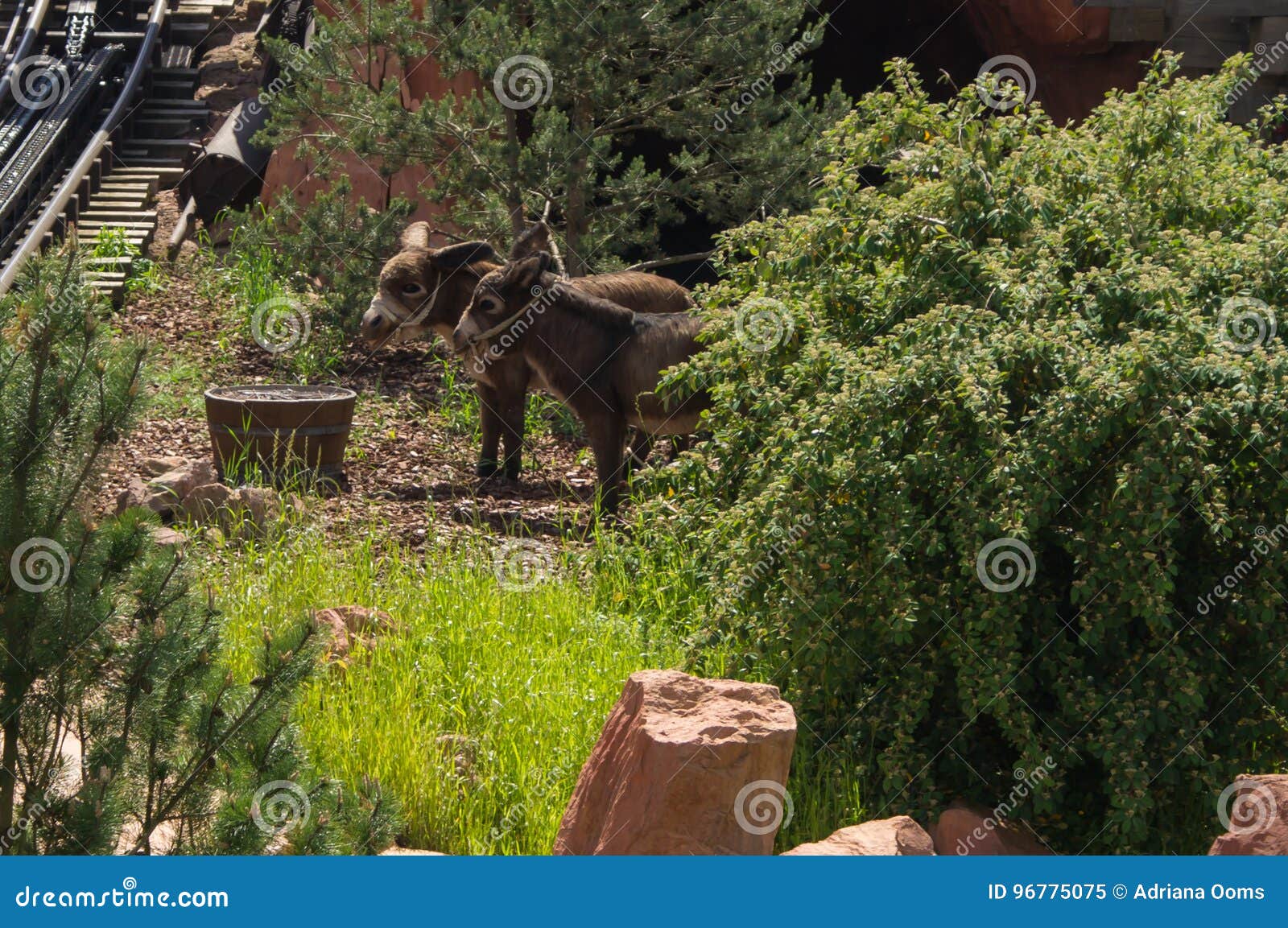 Donkeys editorial image. Image of american, travel, rollercoaster ...
