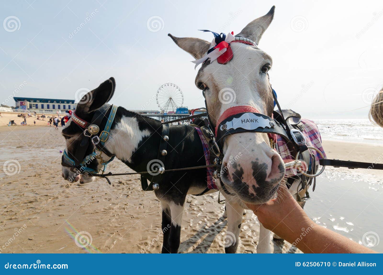 Donkeys on Blackpool Beach, Donkey Rides Stock Photo - Image of donkey ...