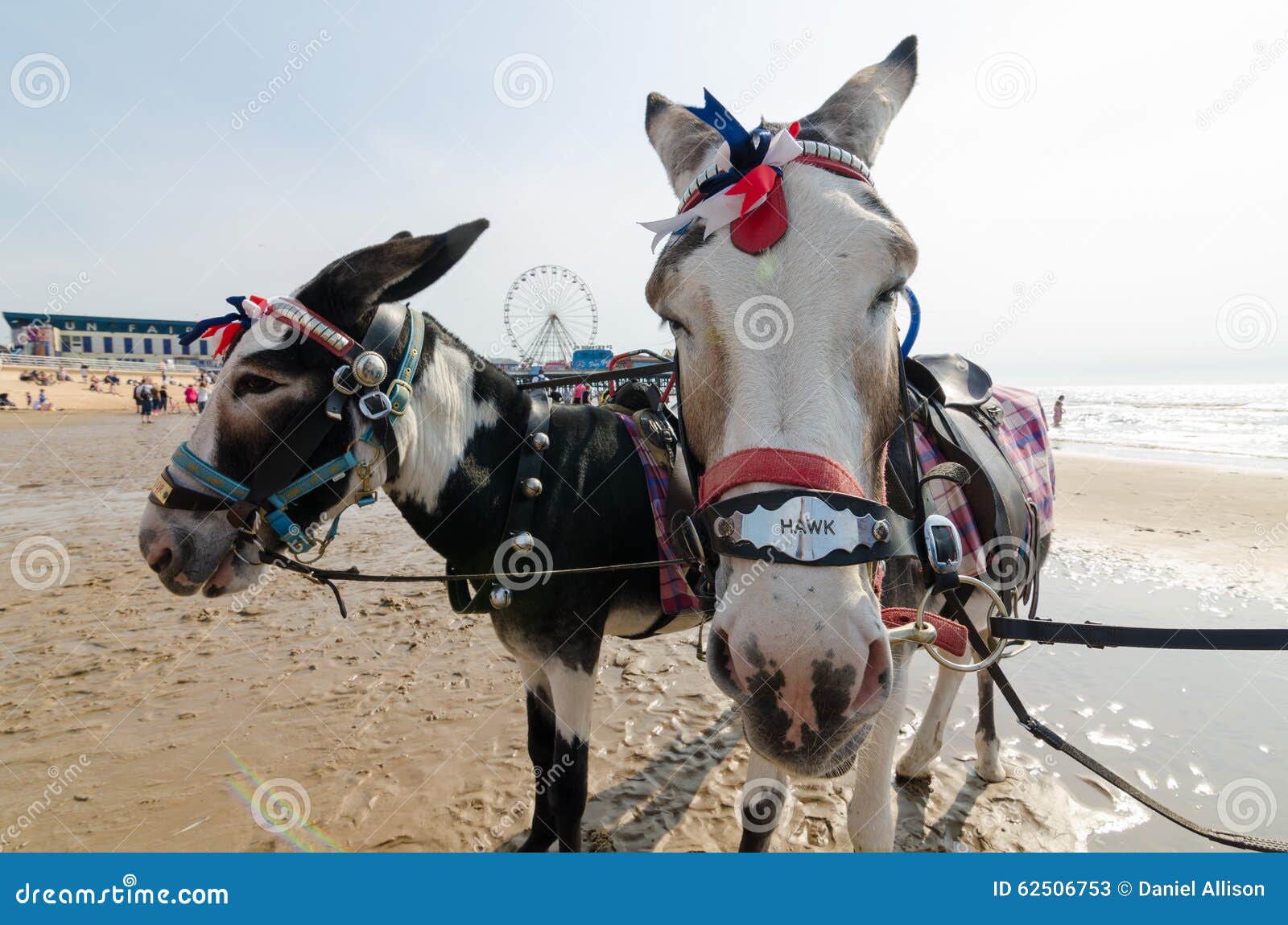 Donkeys on Blackpool Beach, Donkey Rides Stock Image - Image of saddle ...