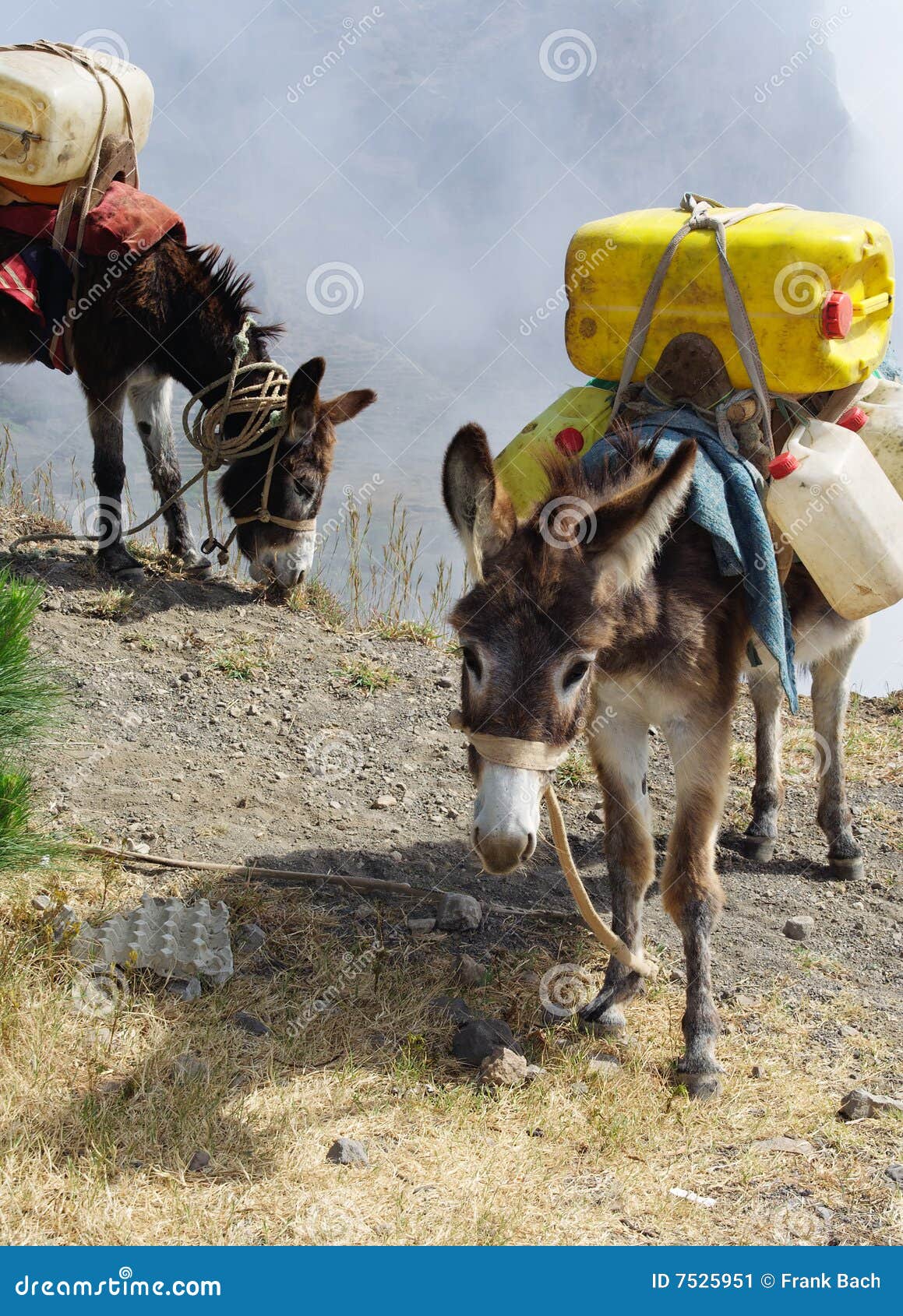 Donkeys Carrying Water in Cape Verde Stock Image - Image of ocean ...