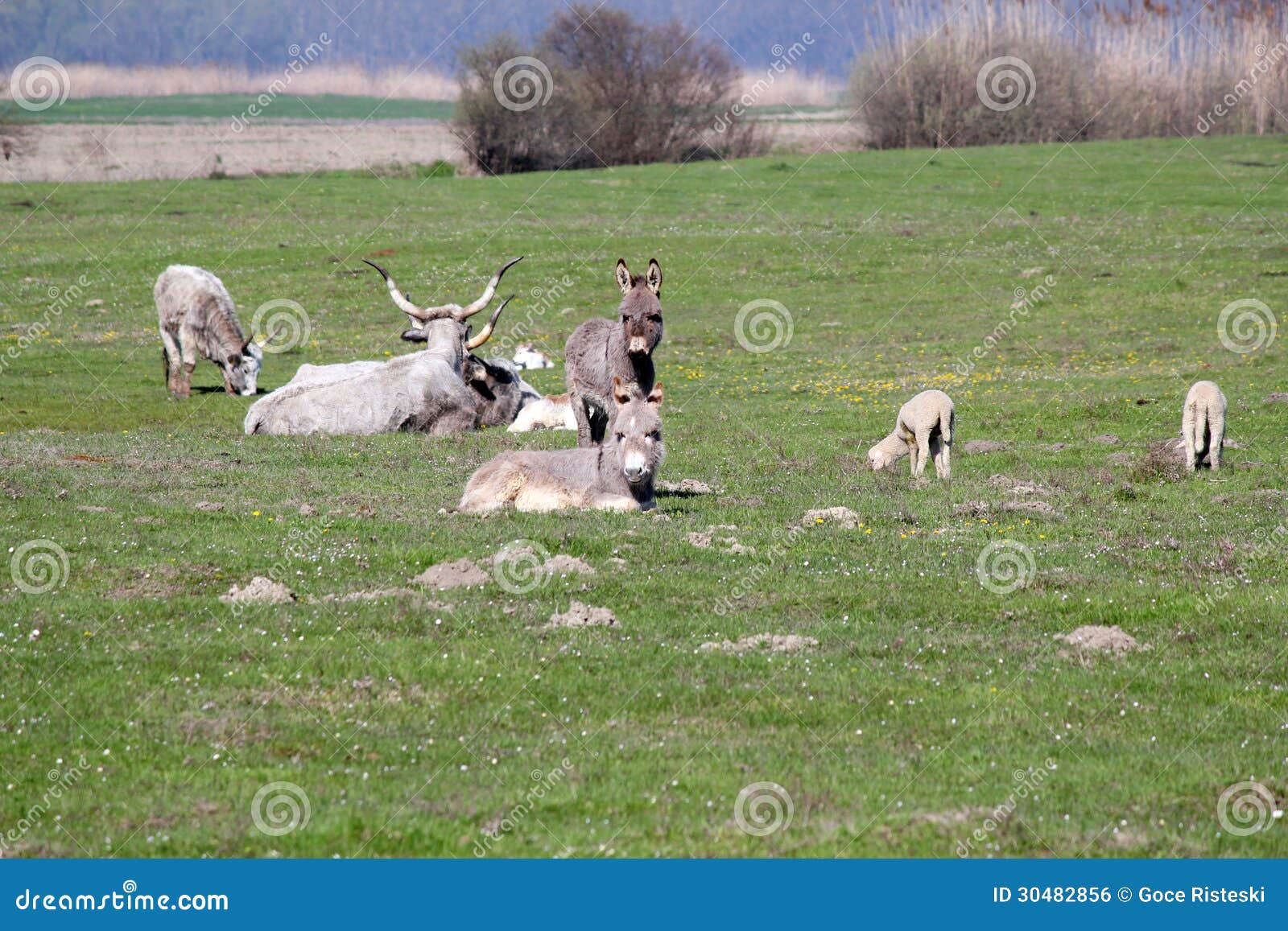 Donkeys cows and sheep stock photo. Image of donkey, animal - 30482856