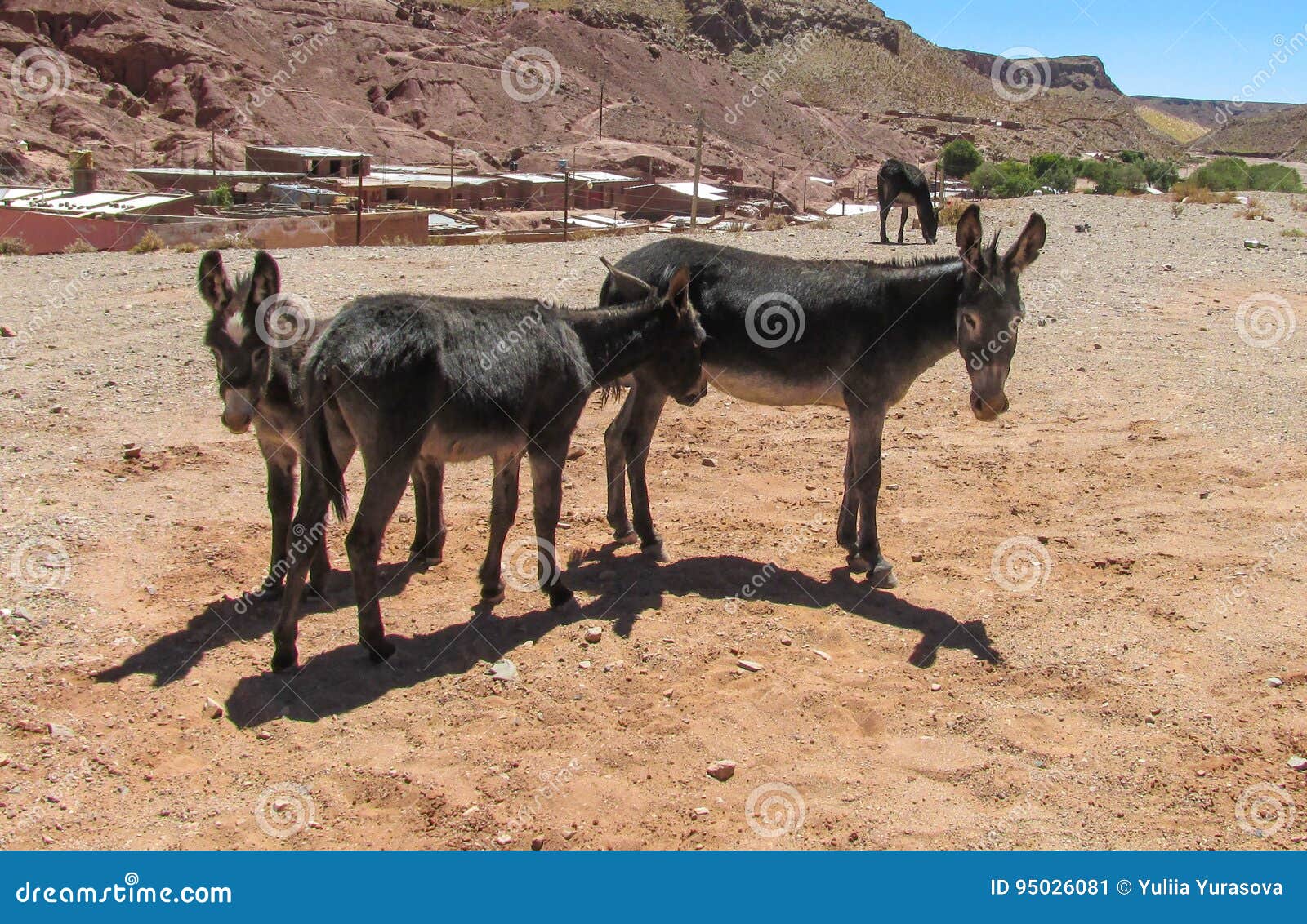 Donkeys in desert stock image. Image of grass, countryside - 95026081