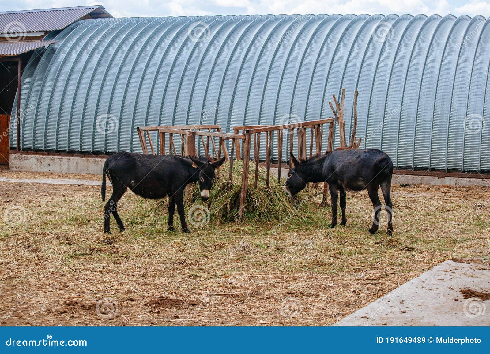 Donkeys are Eating Hay at the Farm Stock Image - Image of head, donkey ...