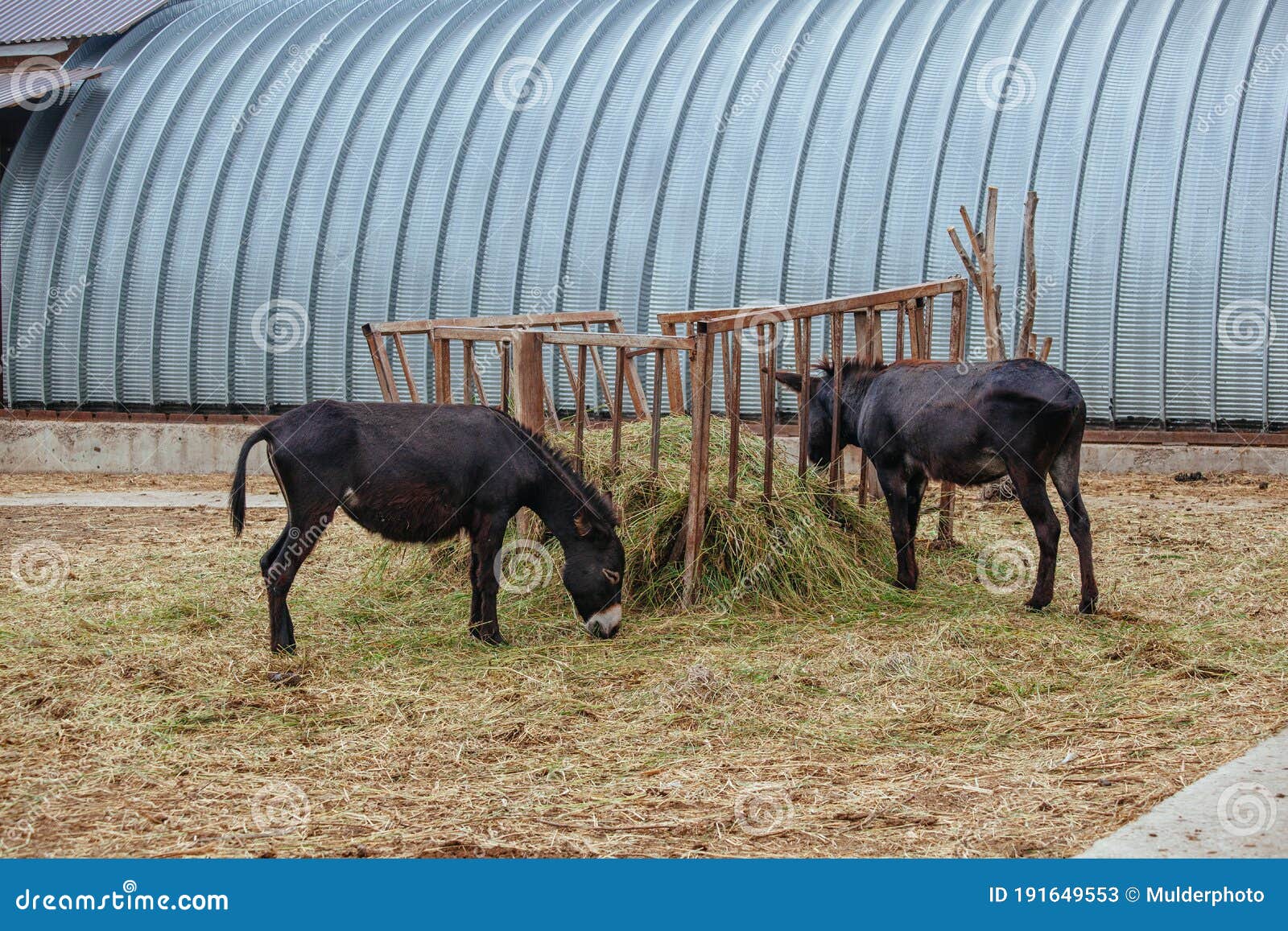 Donkeys are Eating Hay at the Farm Stock Image - Image of cute ...