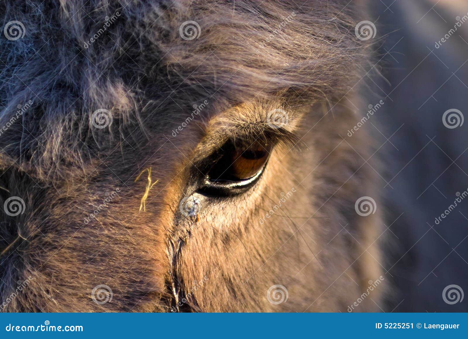 A donkeys eye stock image. Image of eyelashes, iris, animal - 5225251