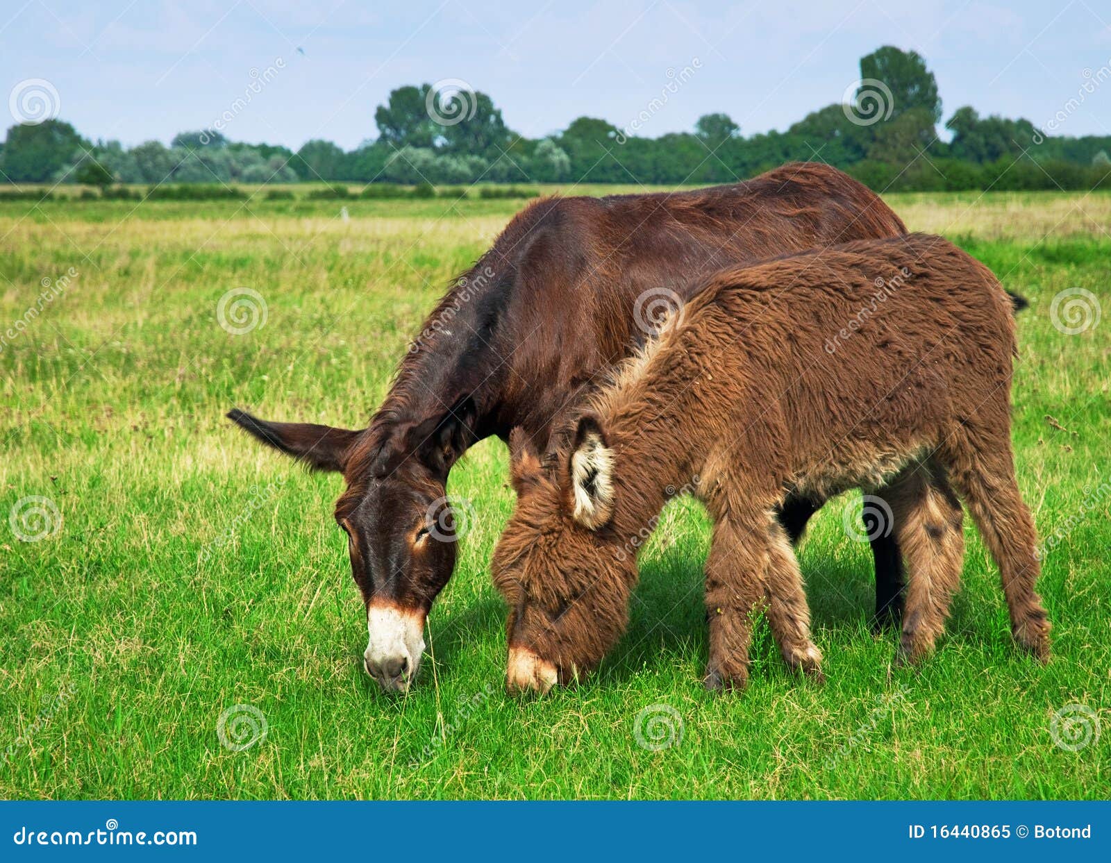 Donkeys in the field stock image. Image of hair, dirt - 16440865
