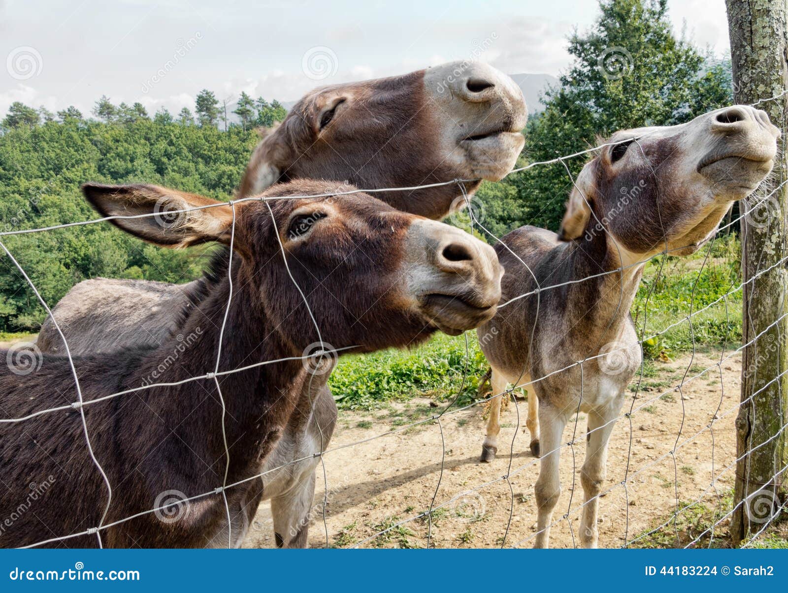 Donkeys in field. stock photo. Image of agriculture, healthy - 44183224