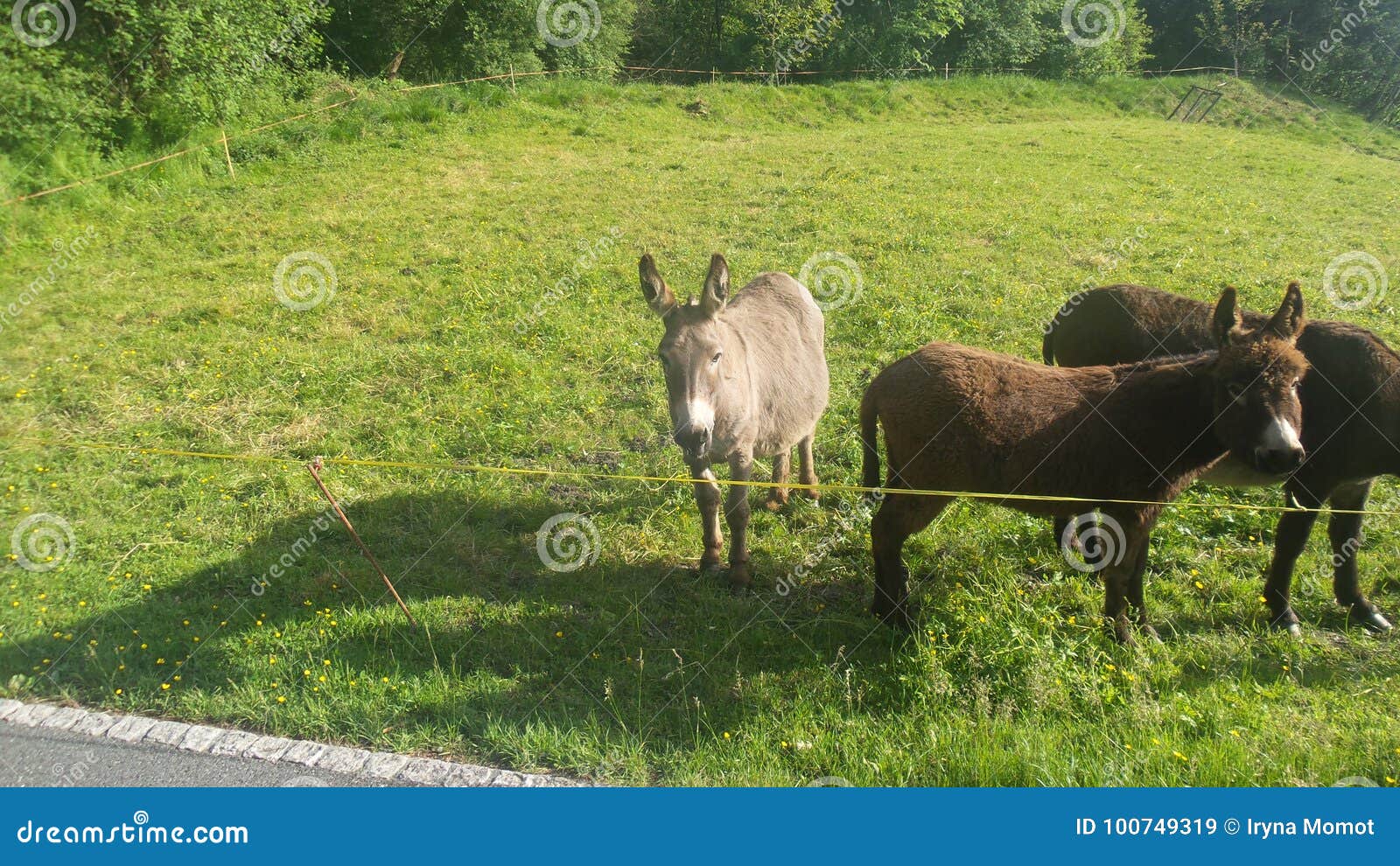 Donkeys on the field stock image. Image of herd, nature - 100749319