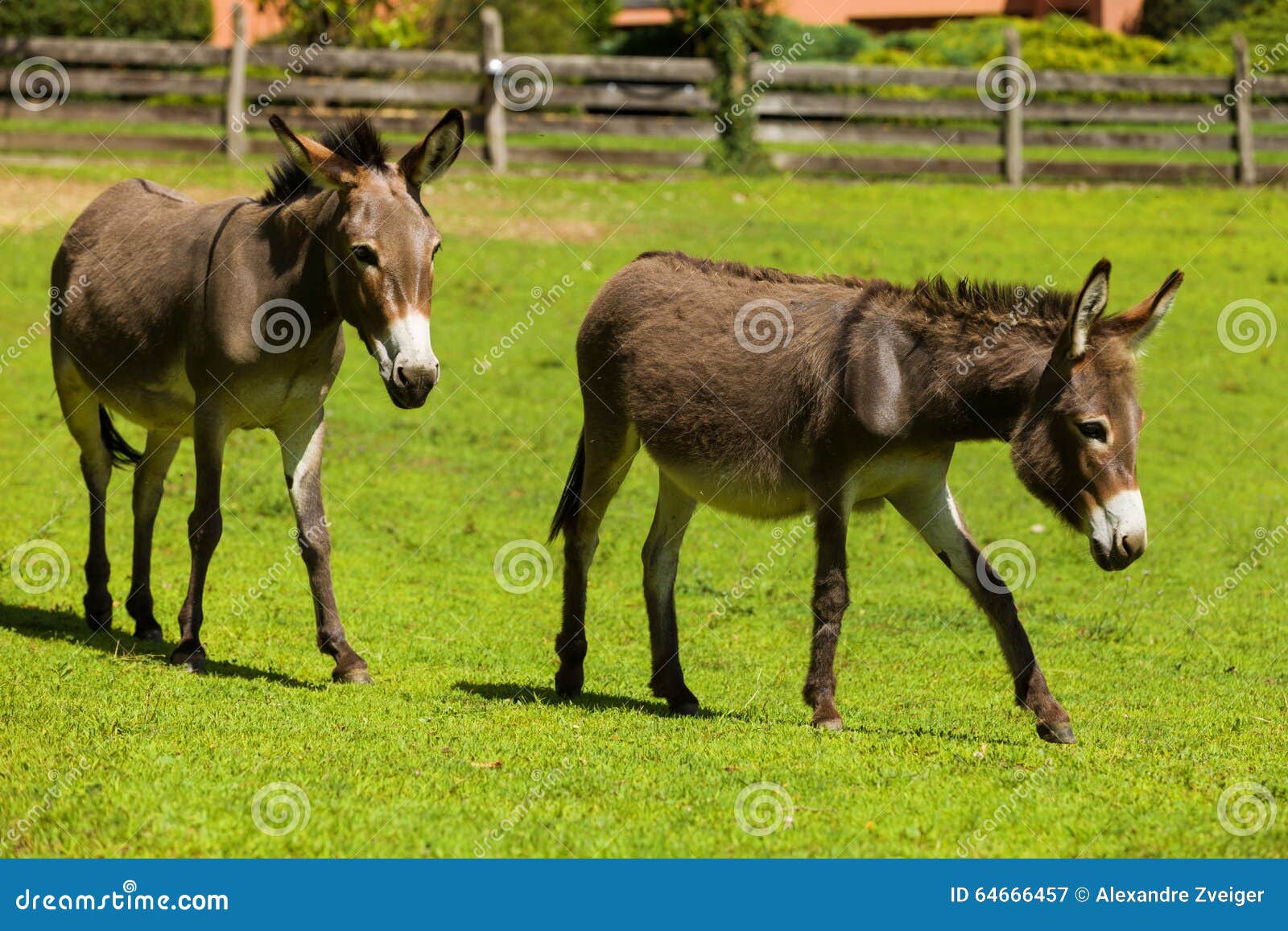 Donkeys free grazing stock image. Image of grass, herbivore - 64666457