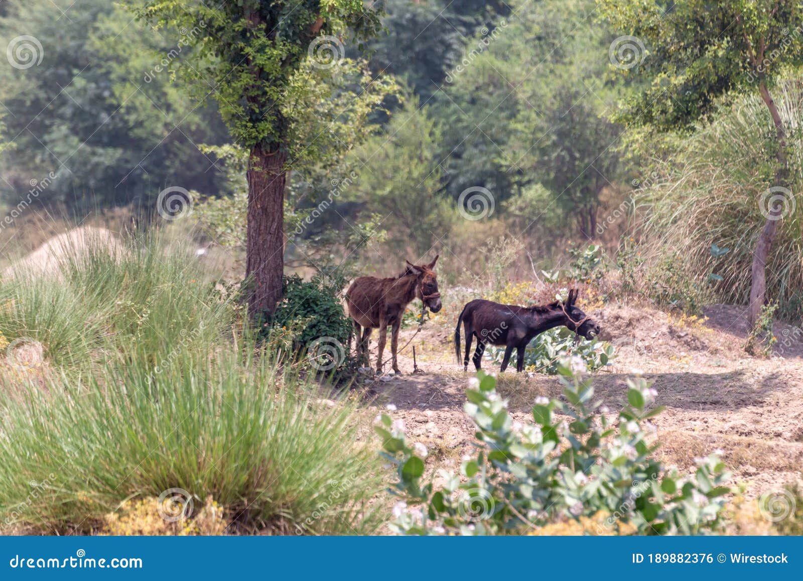 Donkeys Gazing in the Forest Stock Photo - Image of green, cute: 189882376